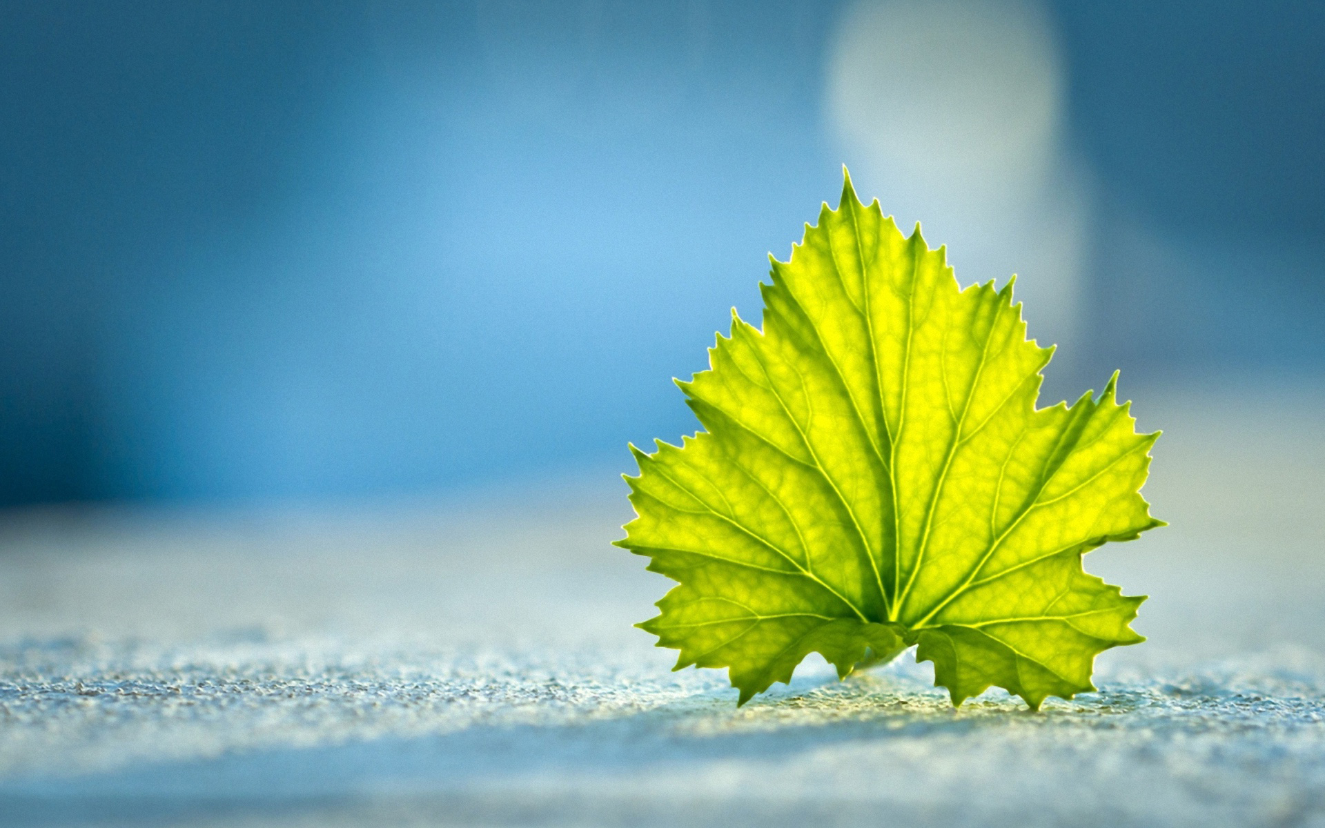 Vibrant Leaf Close-Up - HD Nature Wallpaper