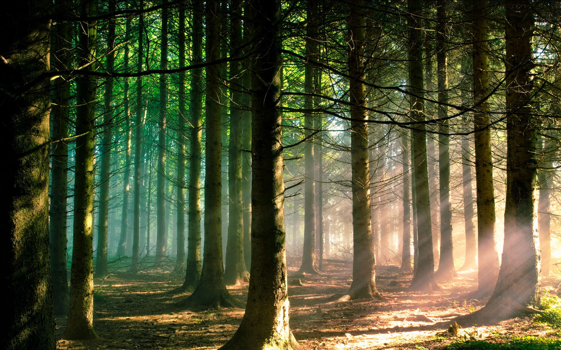 Sunlit Forest Glow: Nature’s Green Serenity in HD