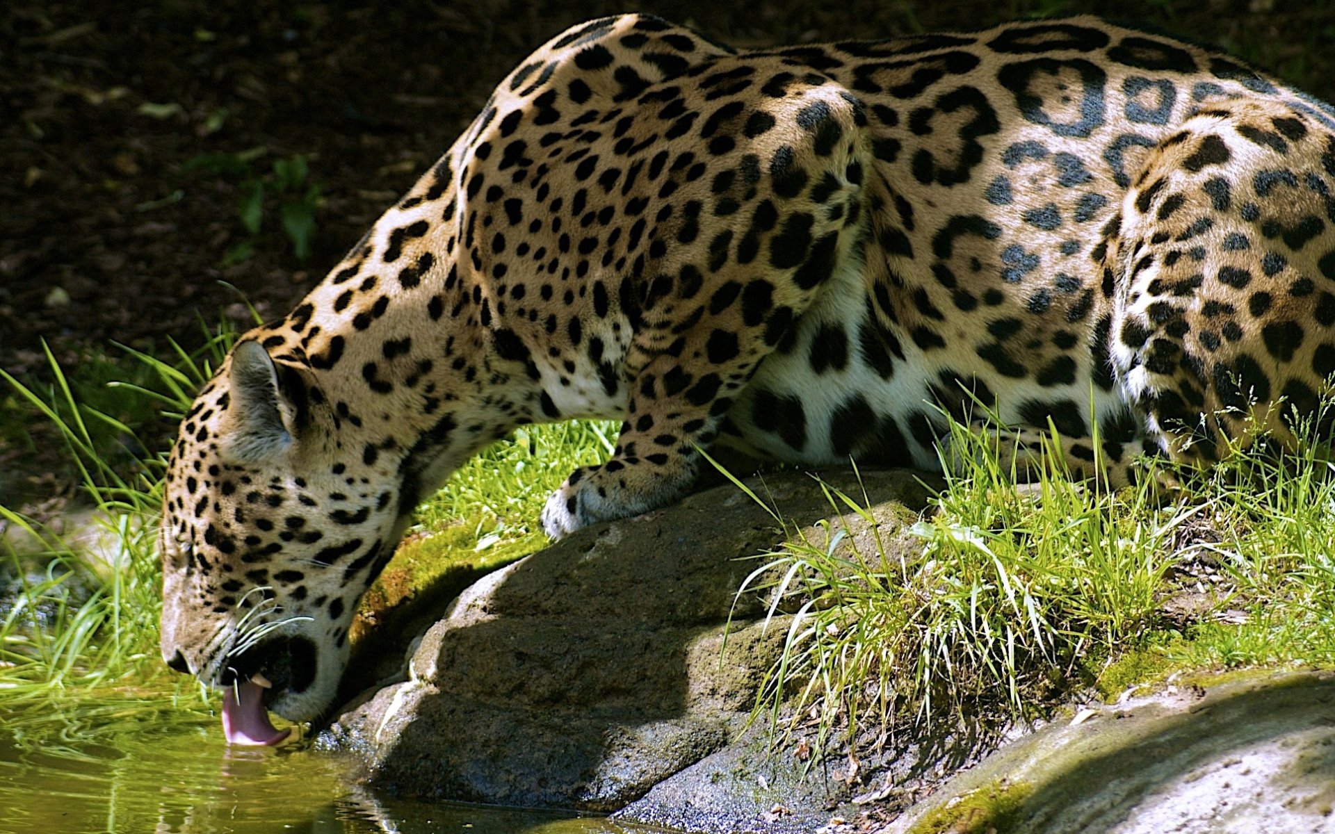 Download Animal Leopard HD Wallpaper