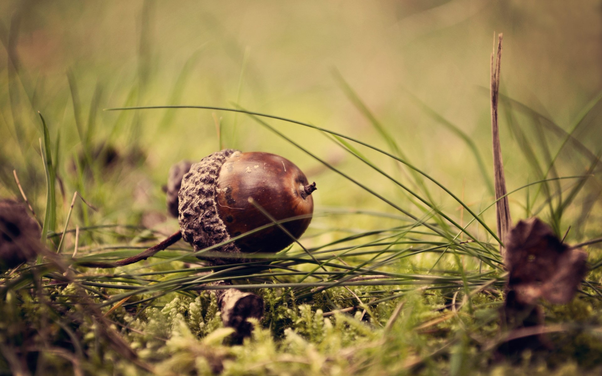 Download Nature Acorn HD Wallpaper