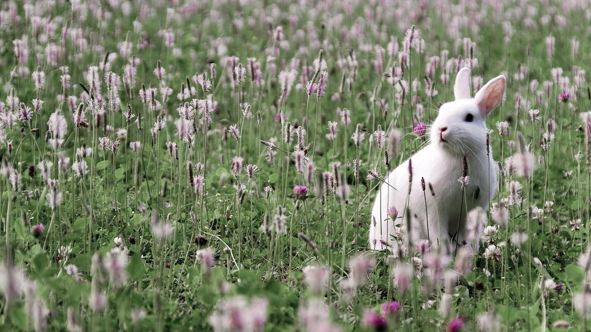 Serene Rabbit in Bloom: Stunning HD Wallpaper