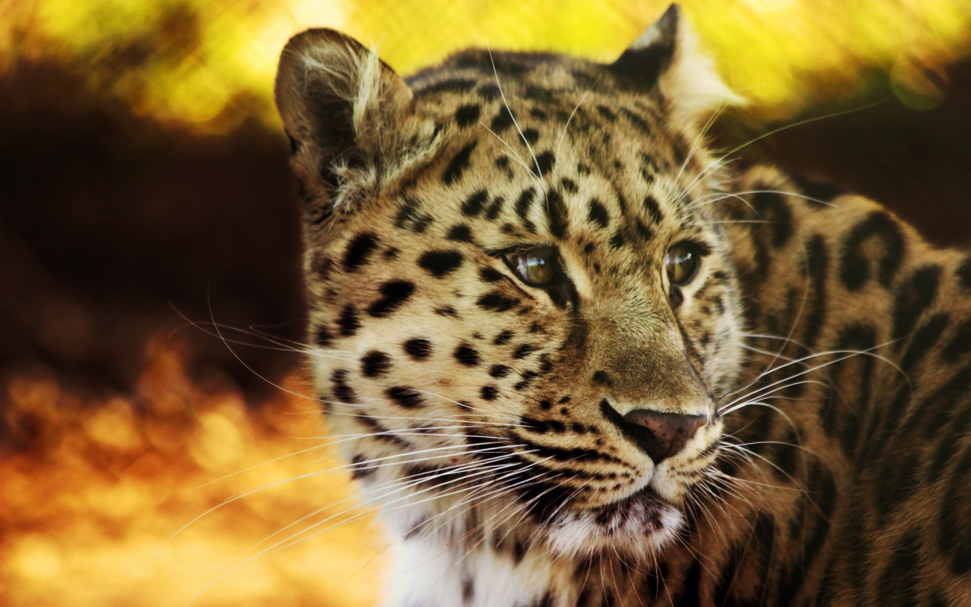 Download Animal Leopard HD Wallpaper