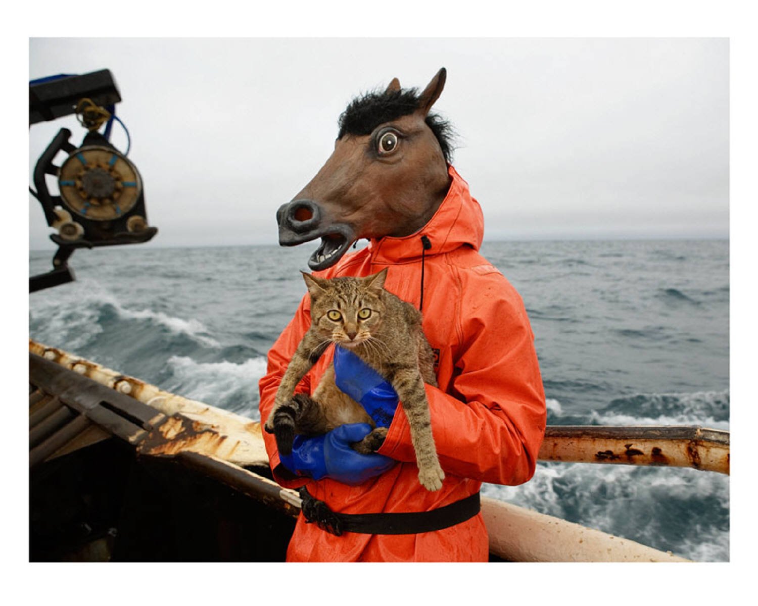 Funny Cat Adventure - HD Wallpaper