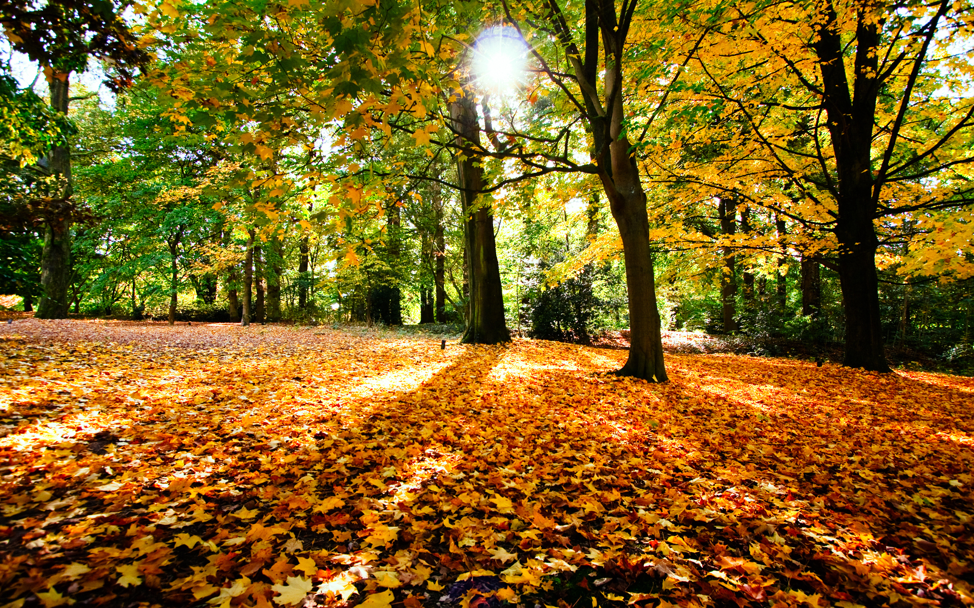 Fall HD Wallpaper