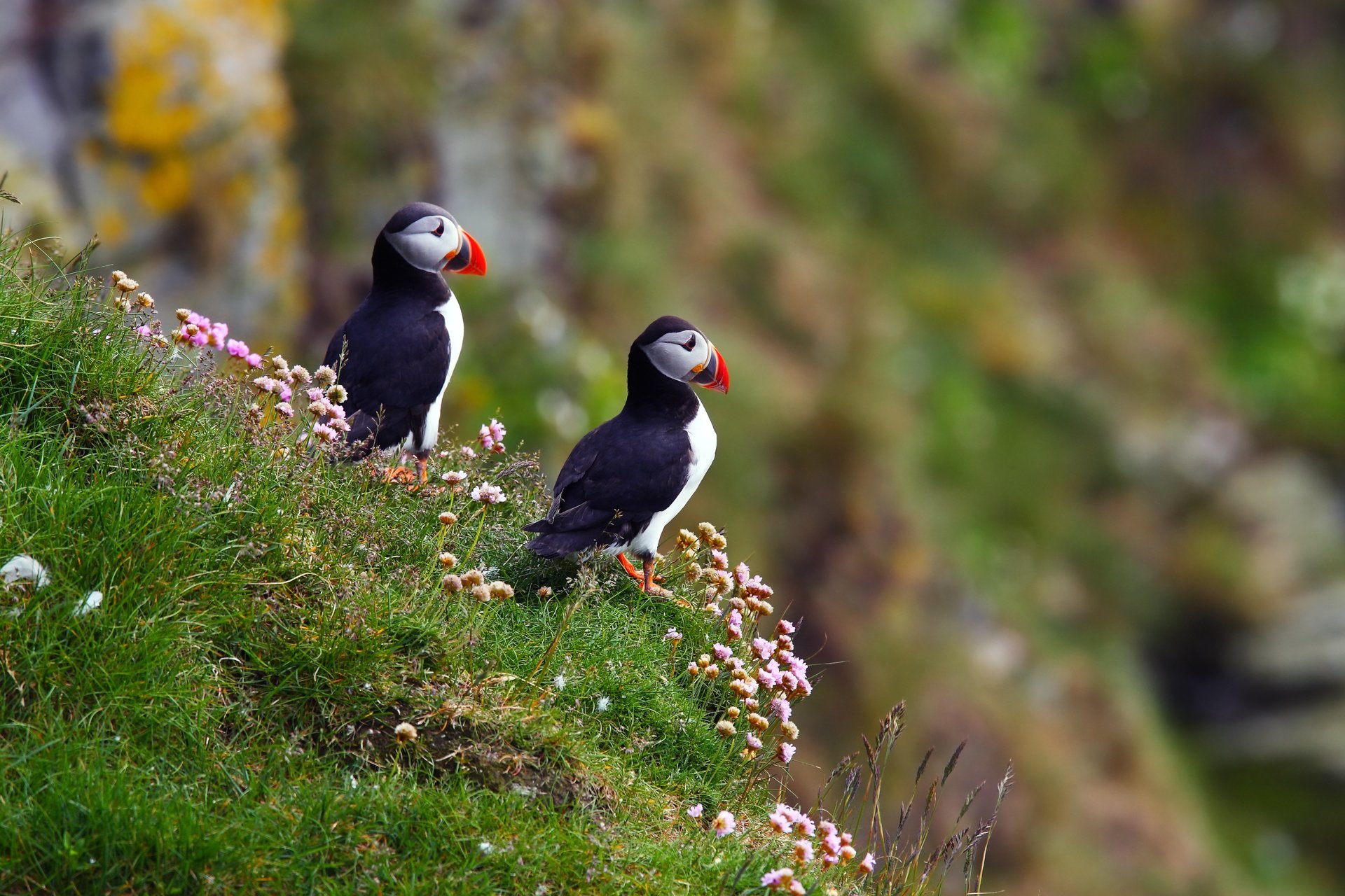 Cliffside Puffin Pair — HD Wallpaper | 1920x1280 | Wallpaper Abyss