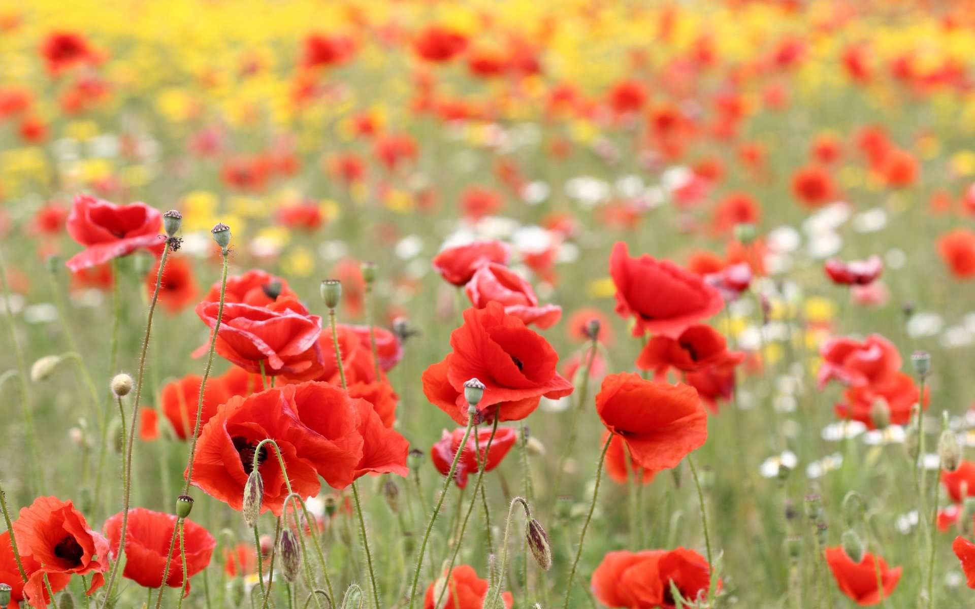 Download Flower Nature Poppy HD Wallpaper | 2560x1600 | Wallpaper Abyss