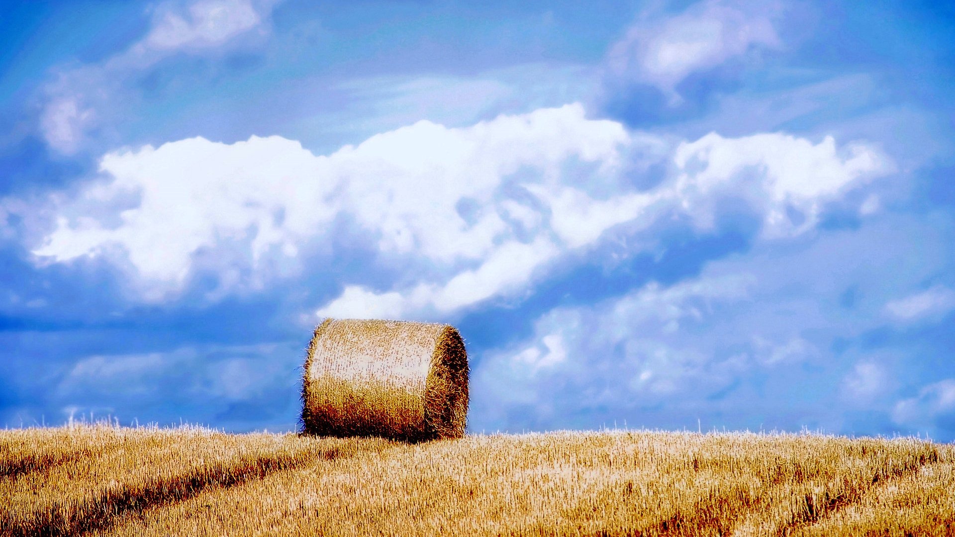 Download Nature Field HD Wallpaper | 1920x1080 | Wallpaper Abyss