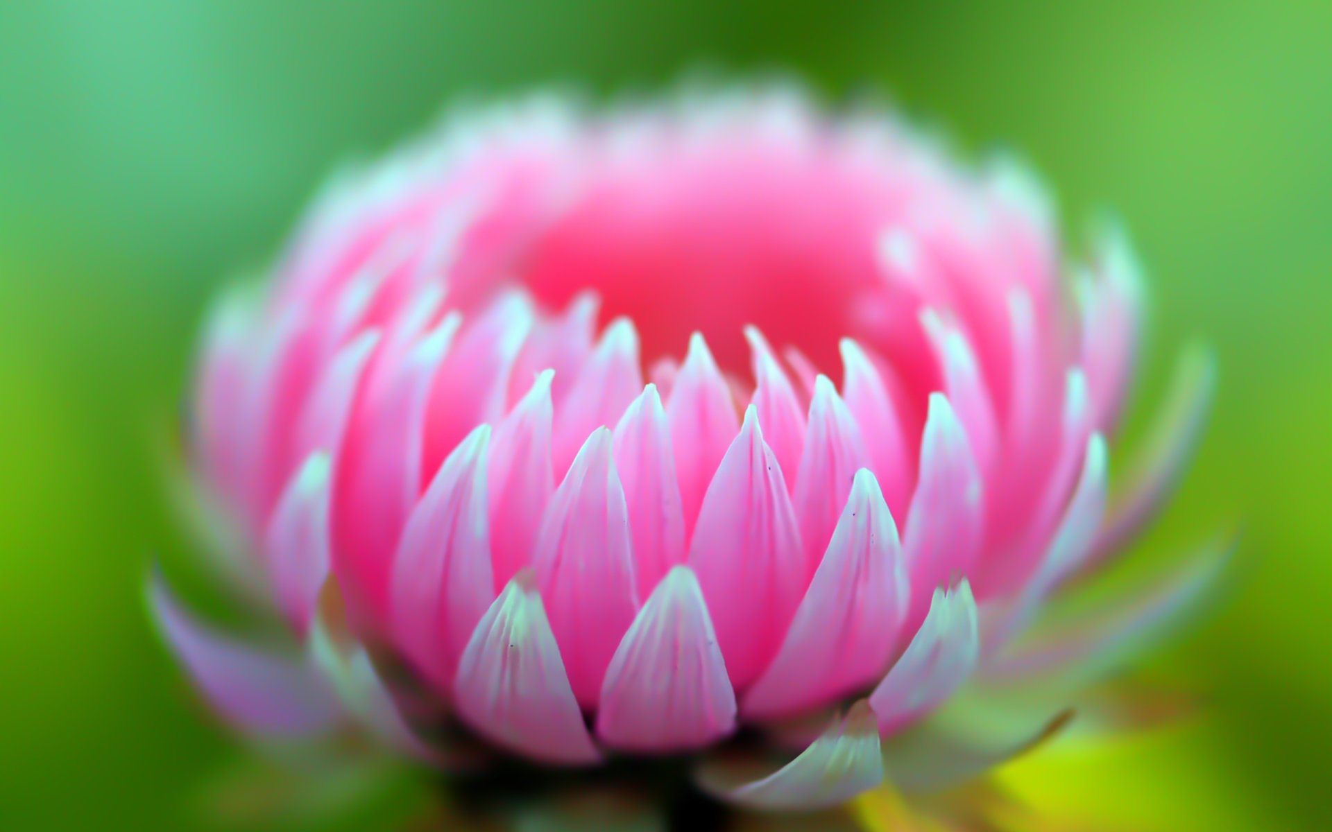 Download Nature Flower HD Wallpaper
