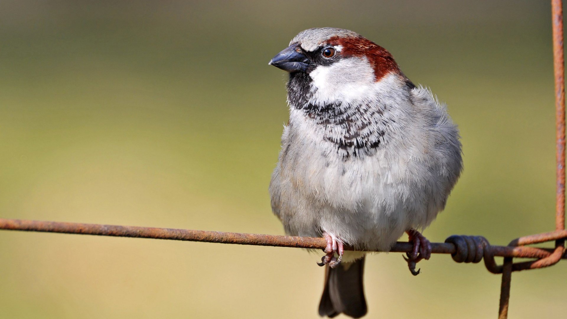 Majestic Sparrow: Stunning HD Bird Wallpaper Close-Up