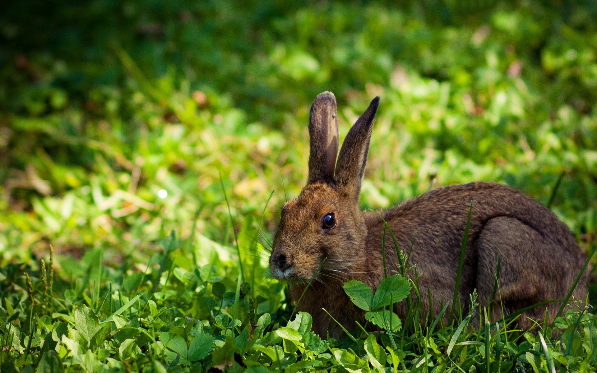 Download Animal Rabbit HD Wallpaper