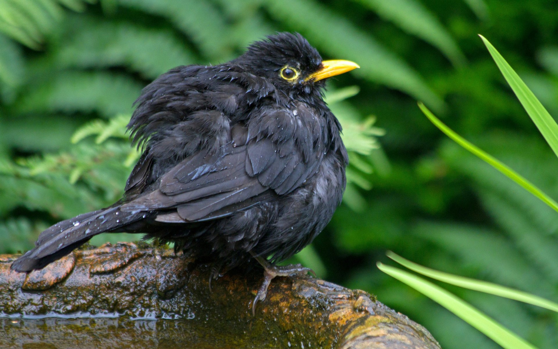 Download Animal Bird HD Wallpaper