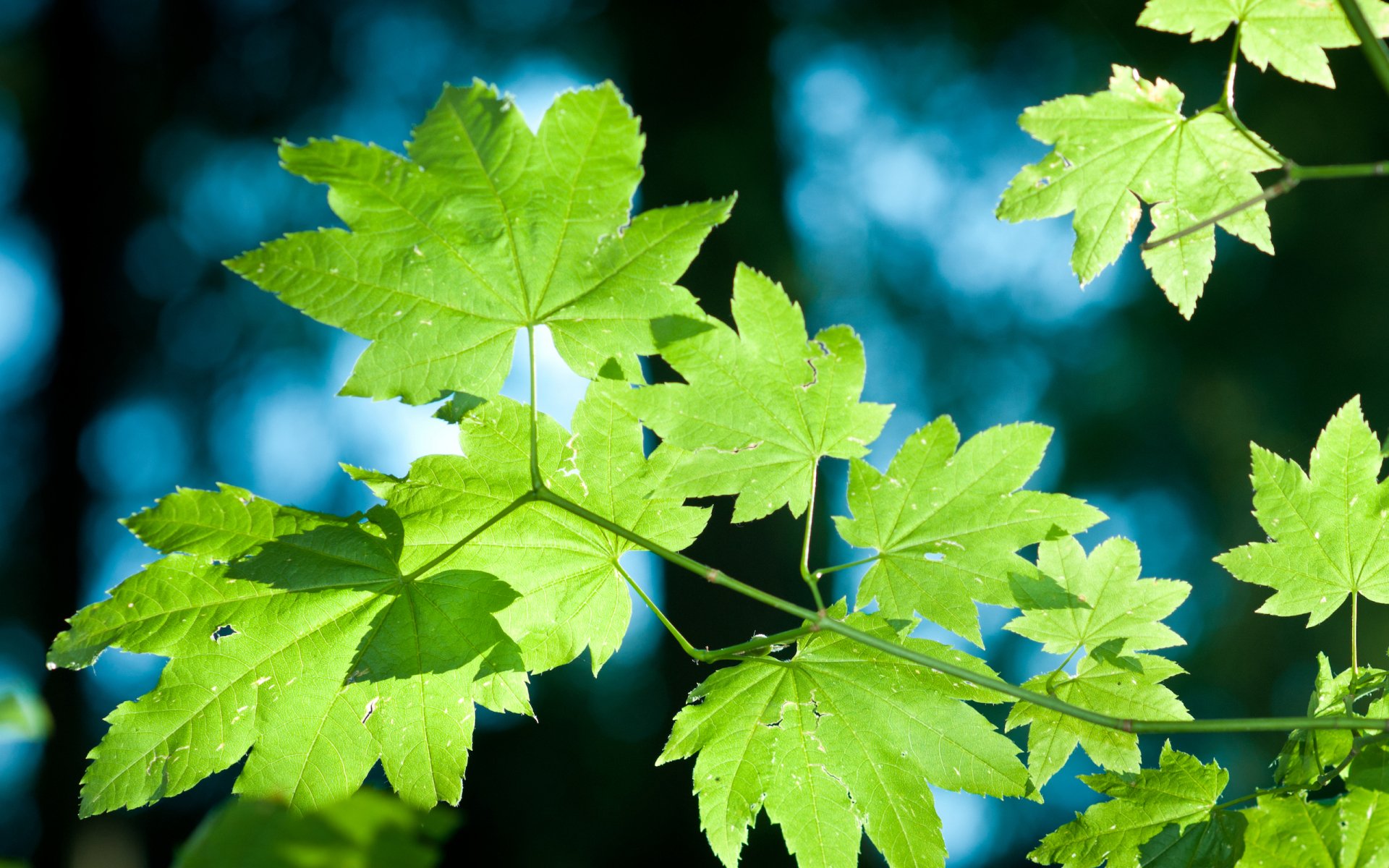 Download Nature Leaf HD Wallpaper | 2560x1600 | Wallpaper Abyss