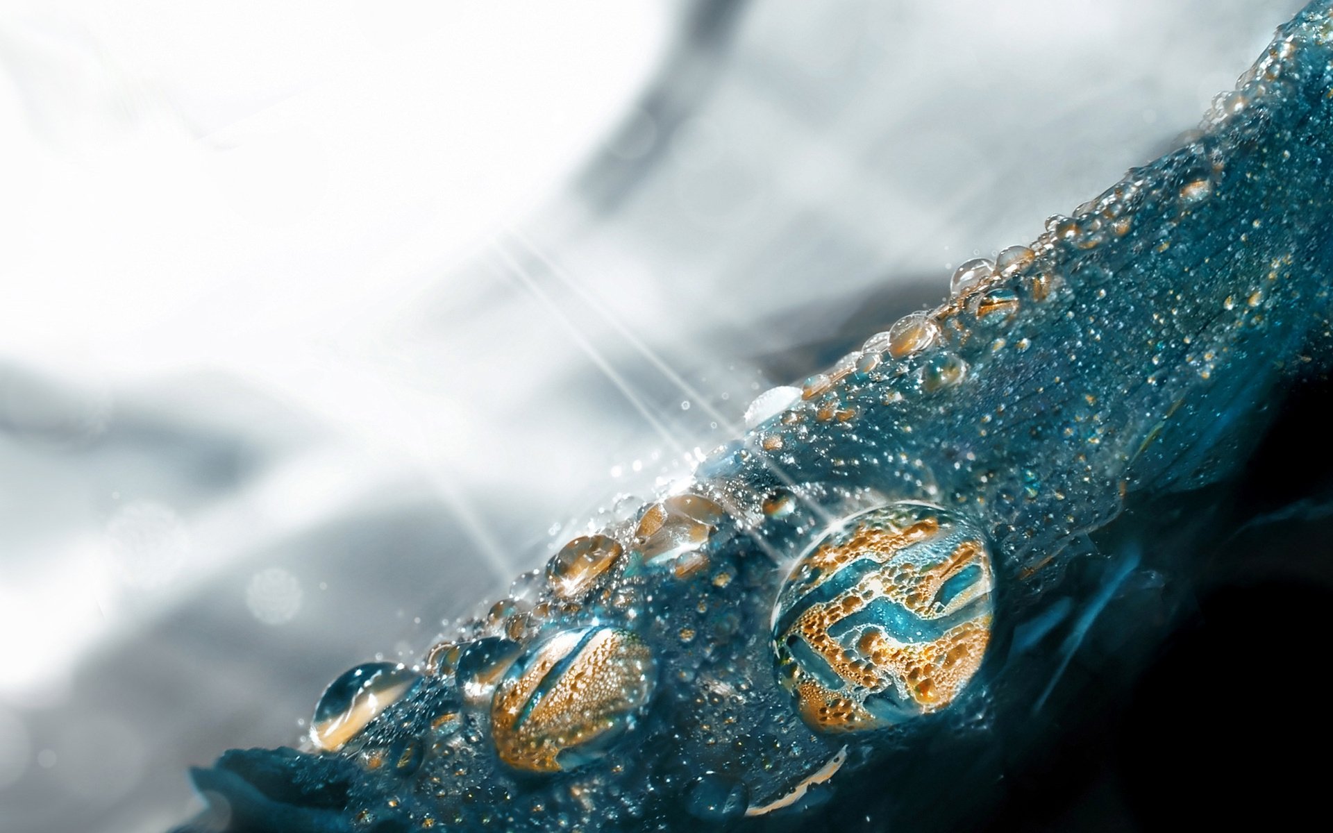 Download Photography Water Drop HD Wallpaper