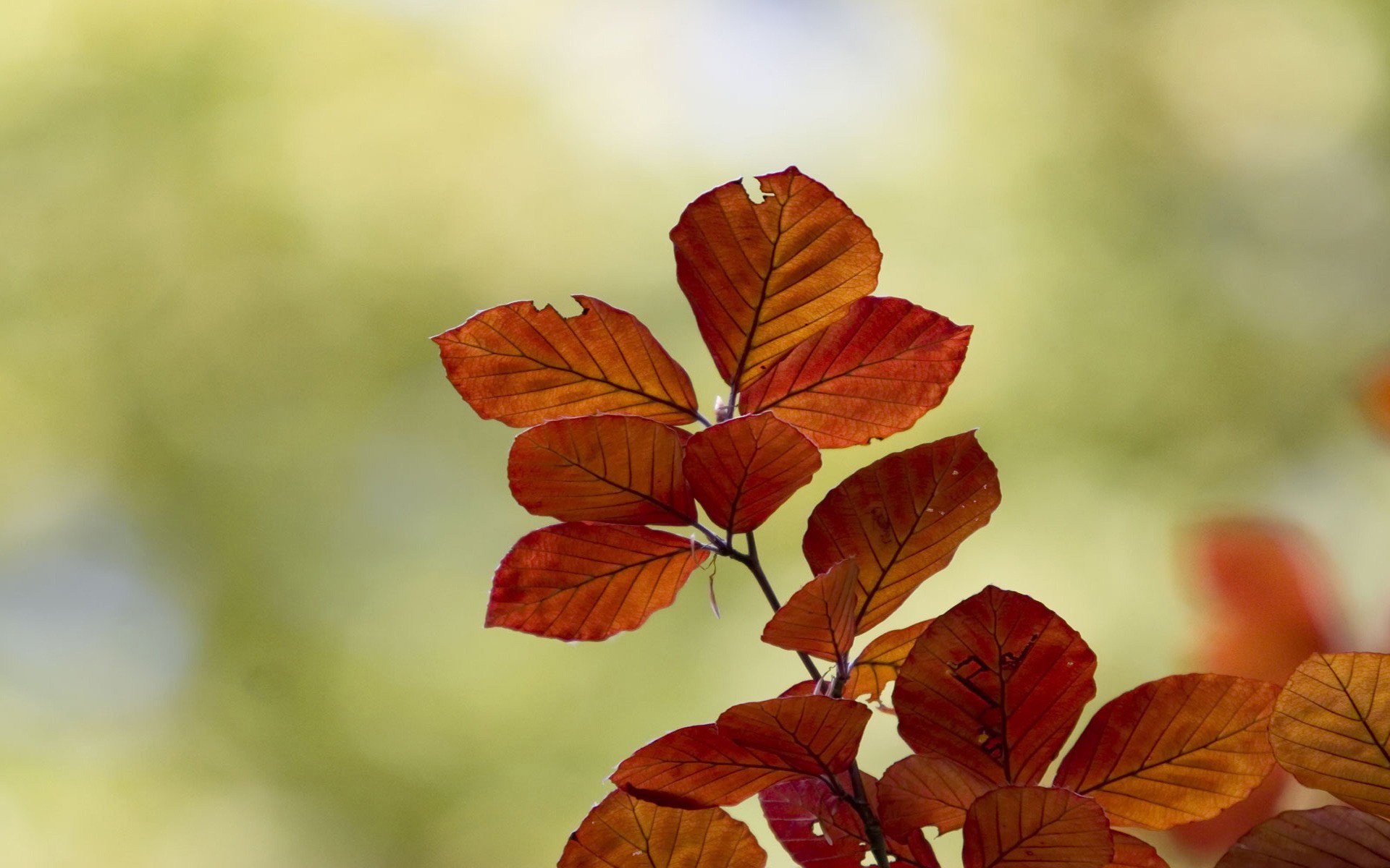 Download Nature Leaf HD Wallpaper