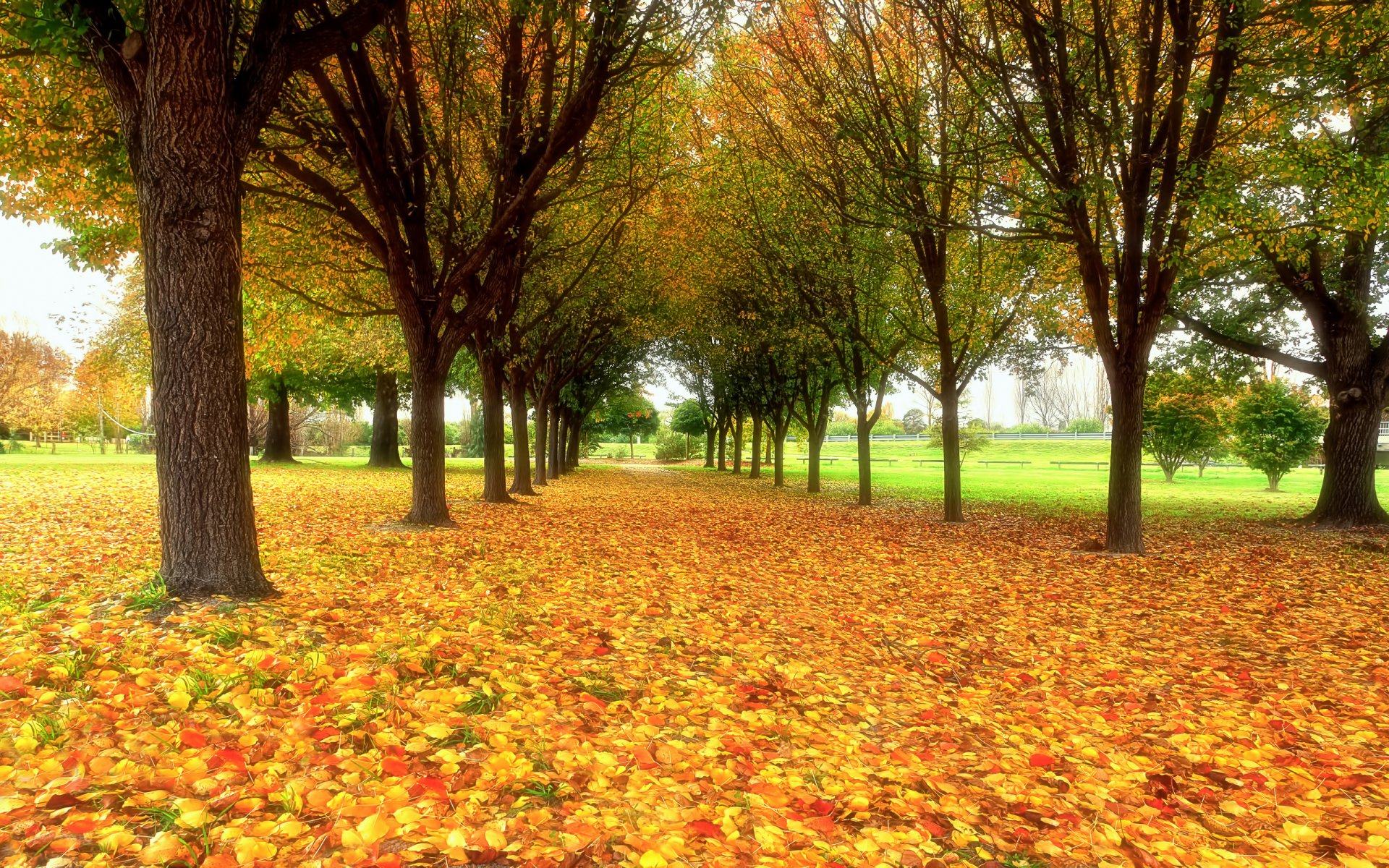Download Photography Fall HD Wallpaper