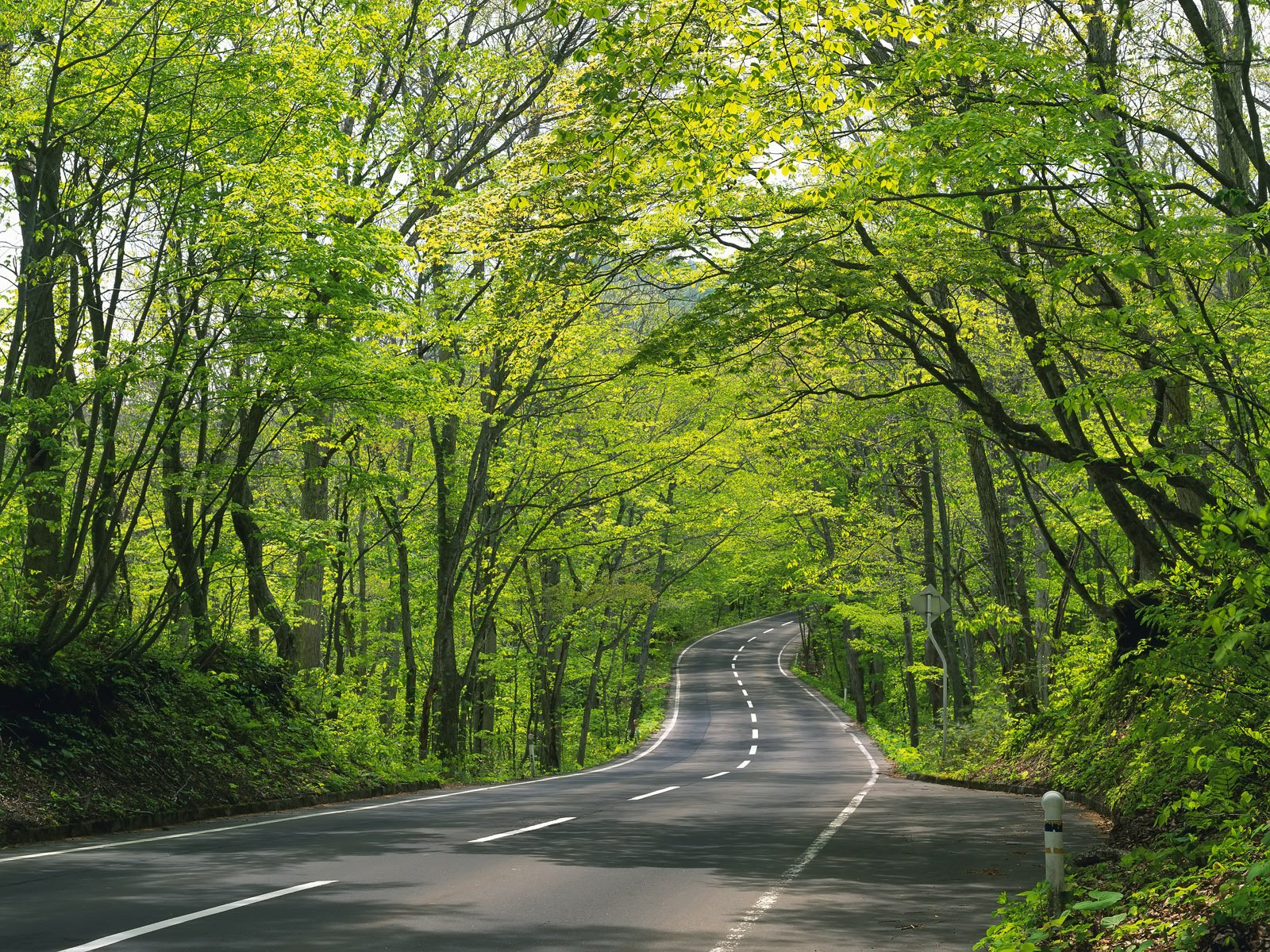 Serene Green Road: A Stunning HD Wallpaper
