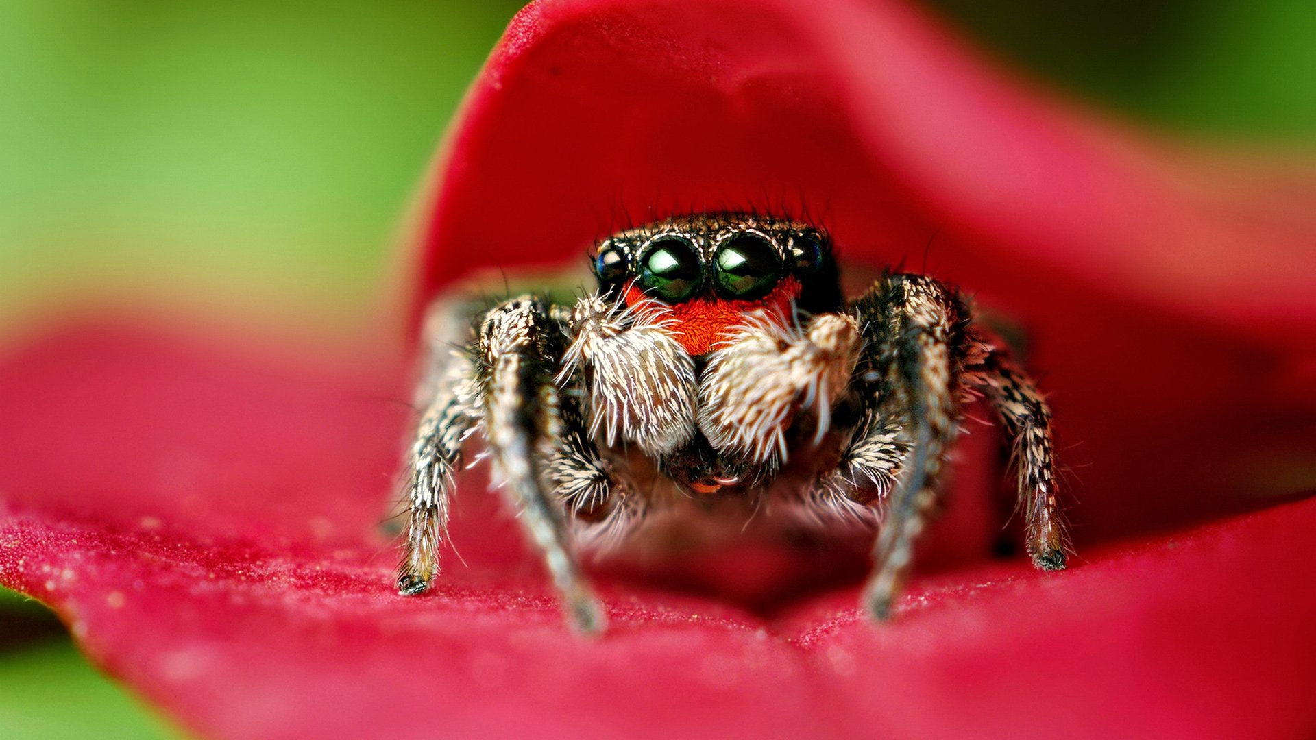 Download Jumping Spider Animal Spider HD Wallpaper