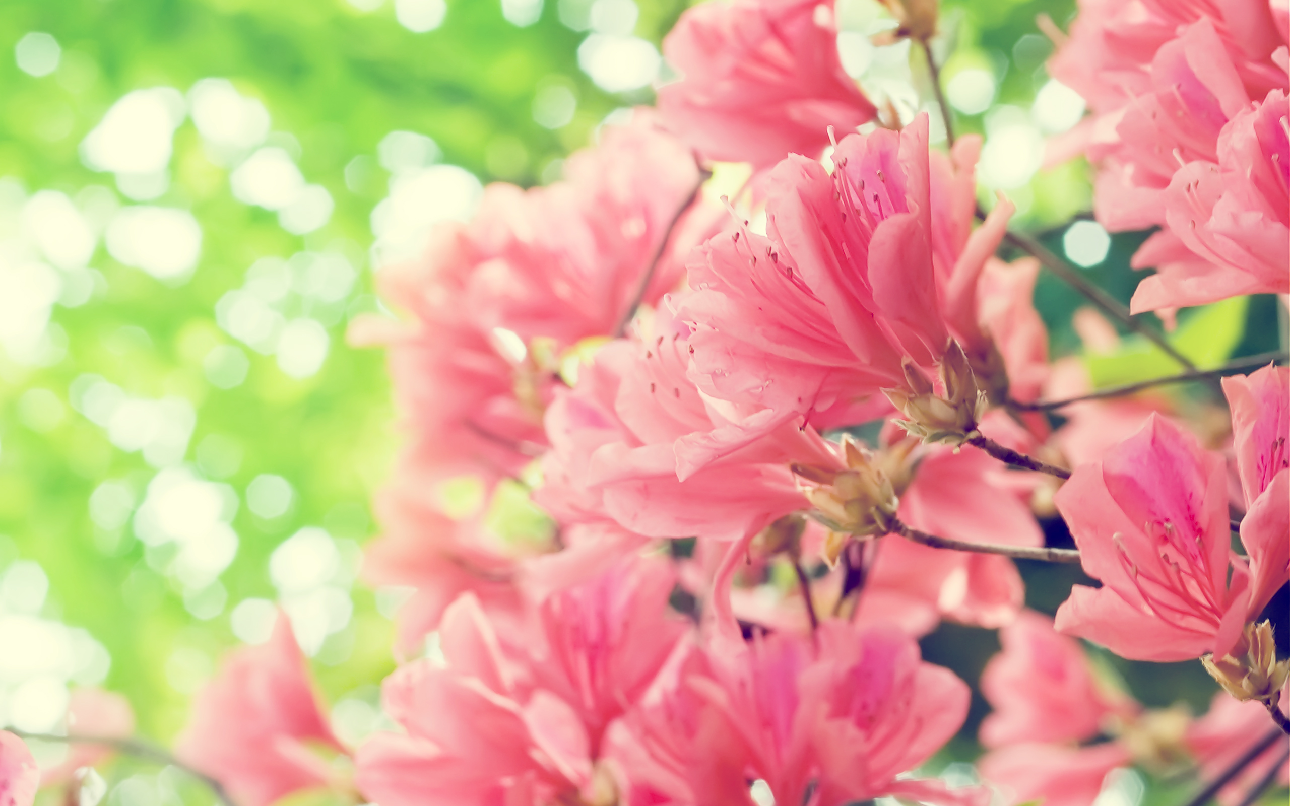 Download Nature Flower HD Wallpaper