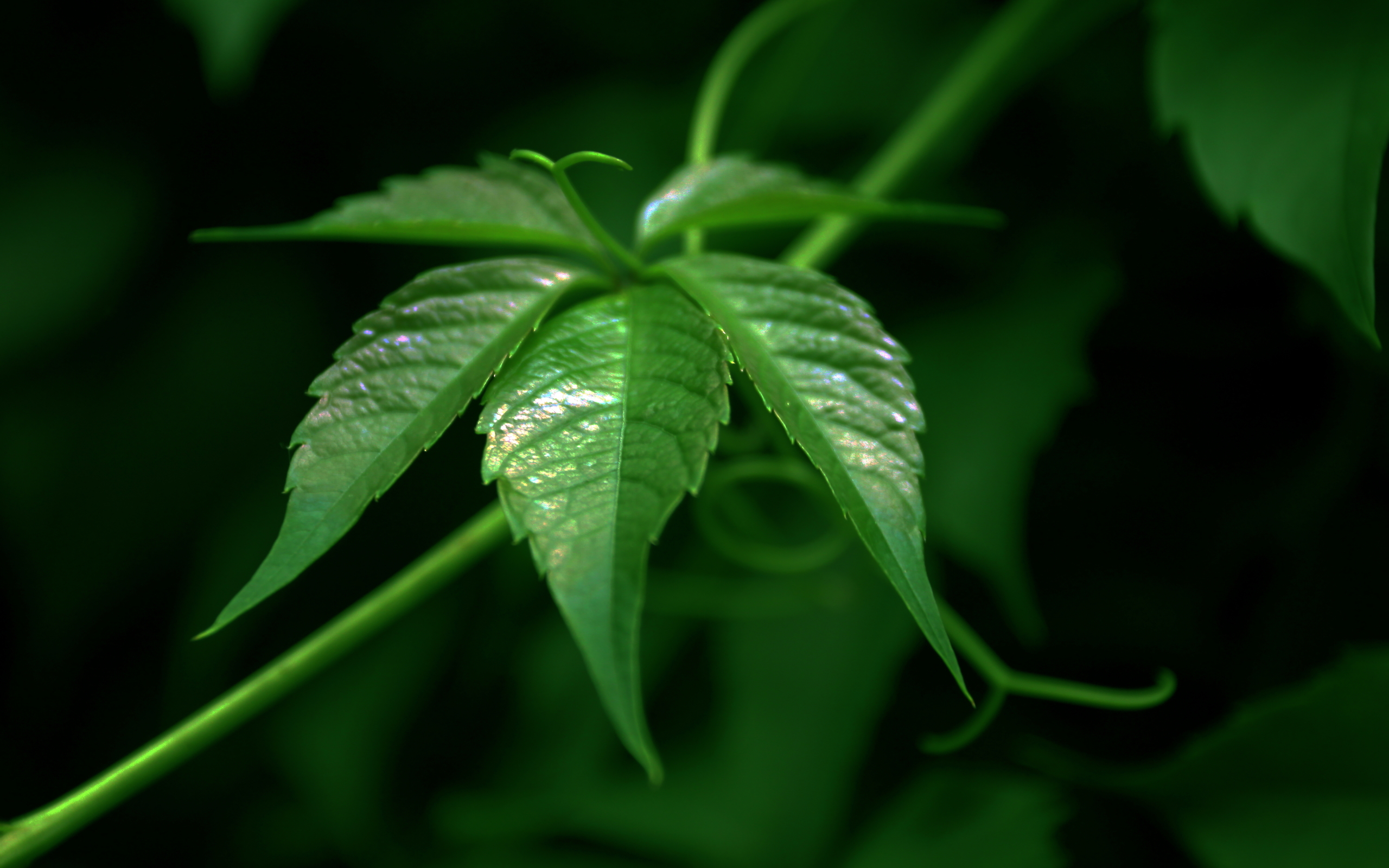 Download Nature Leaf HD Wallpaper