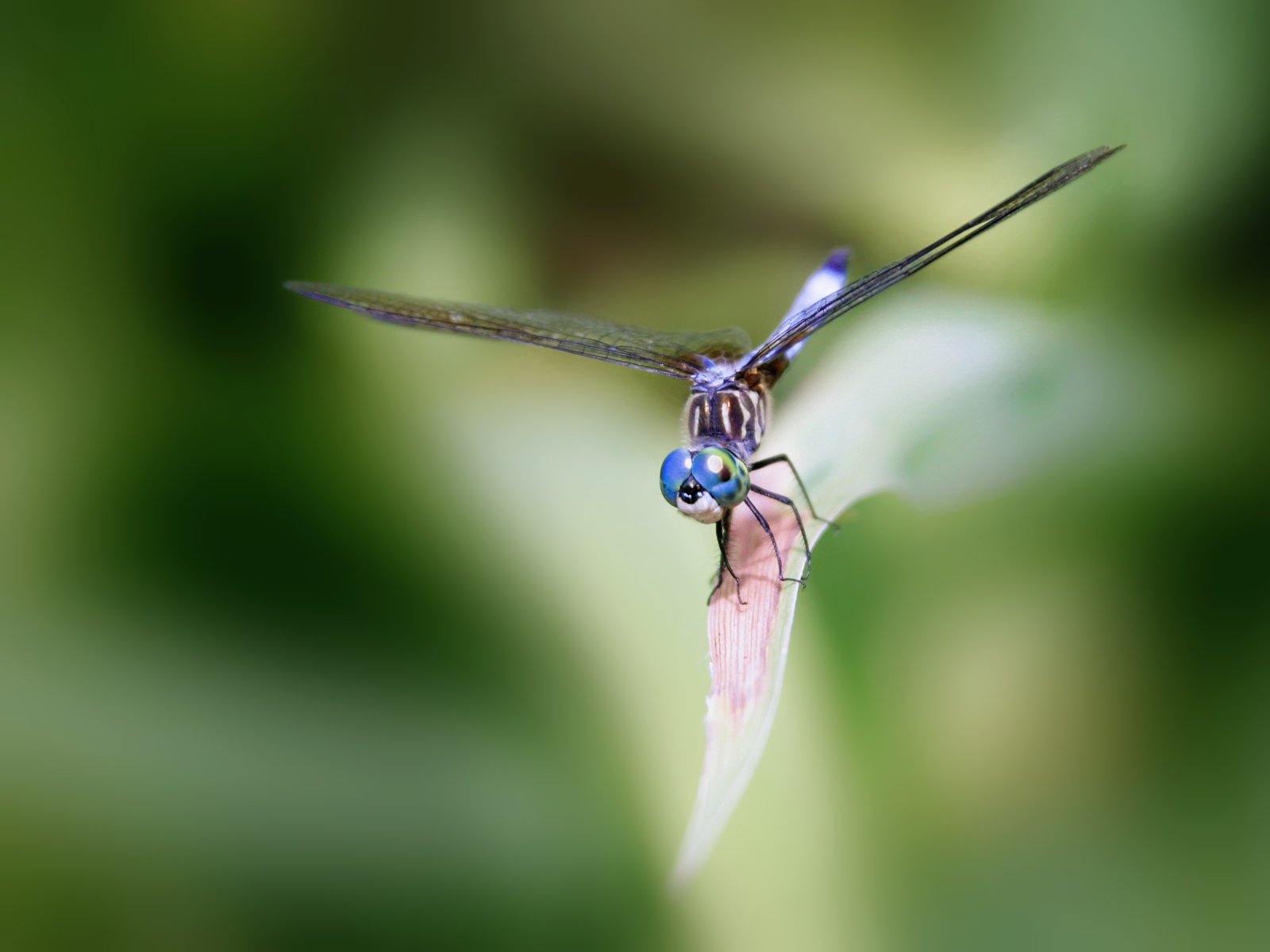 Stunning Dragonfly HD Wallpaper: Nature's Marvel