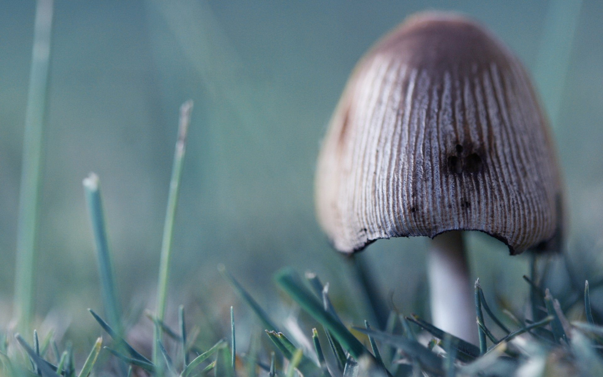 Download Nature Mushroom HD Wallpaper