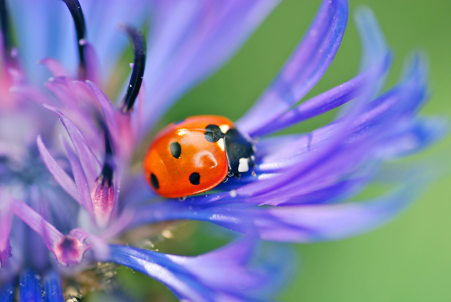 Download Animal Ladybug 4k Ultra HD Wallpaper
