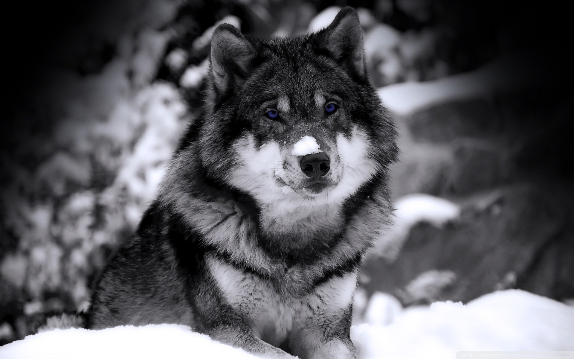 Majestic Wolf in Snow - HD Wallpaper