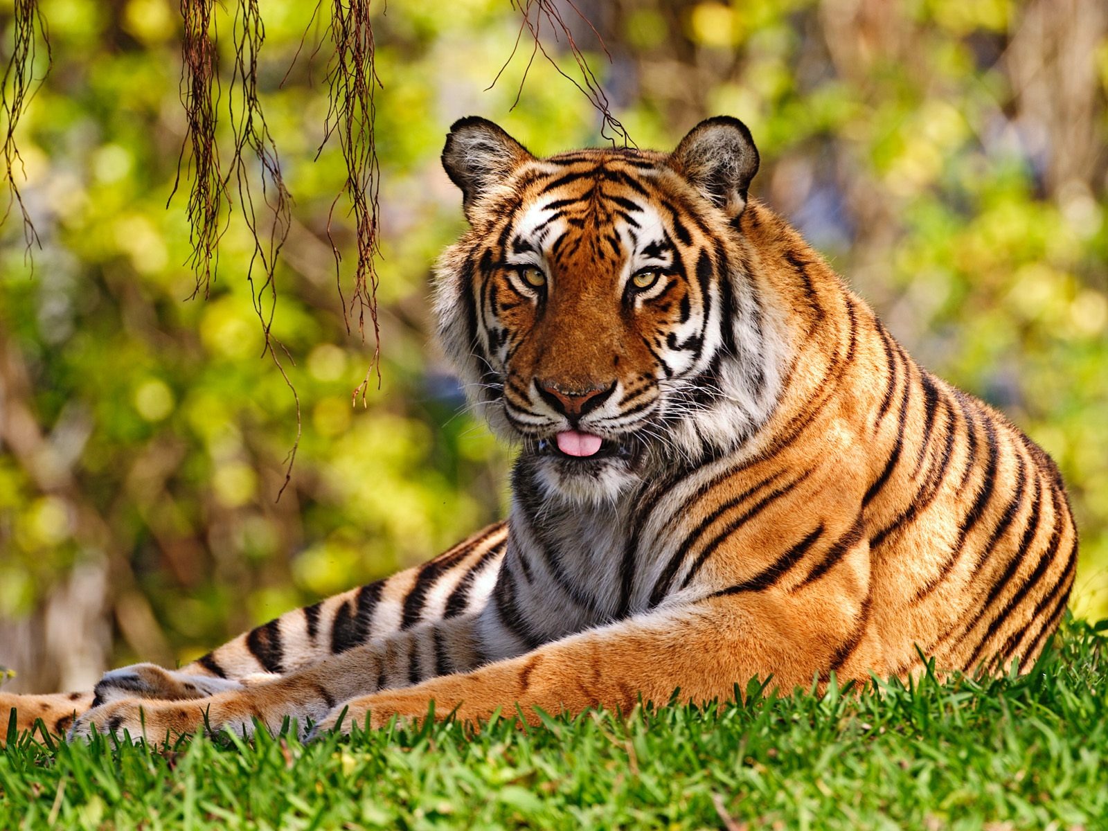 Download Animal Tiger Wallpaper