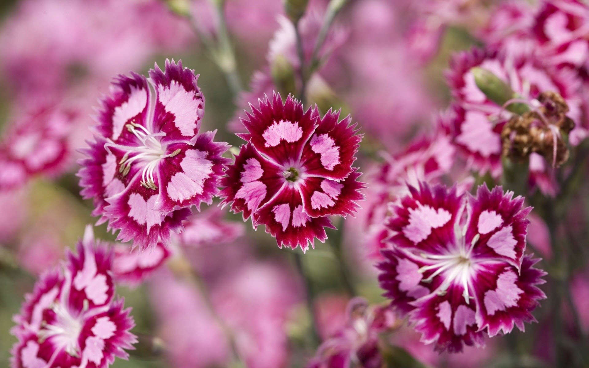 Vibrant Bloom: HD Floral Nature Wallpaper | 1920x1200 | Wallpaper Abyss