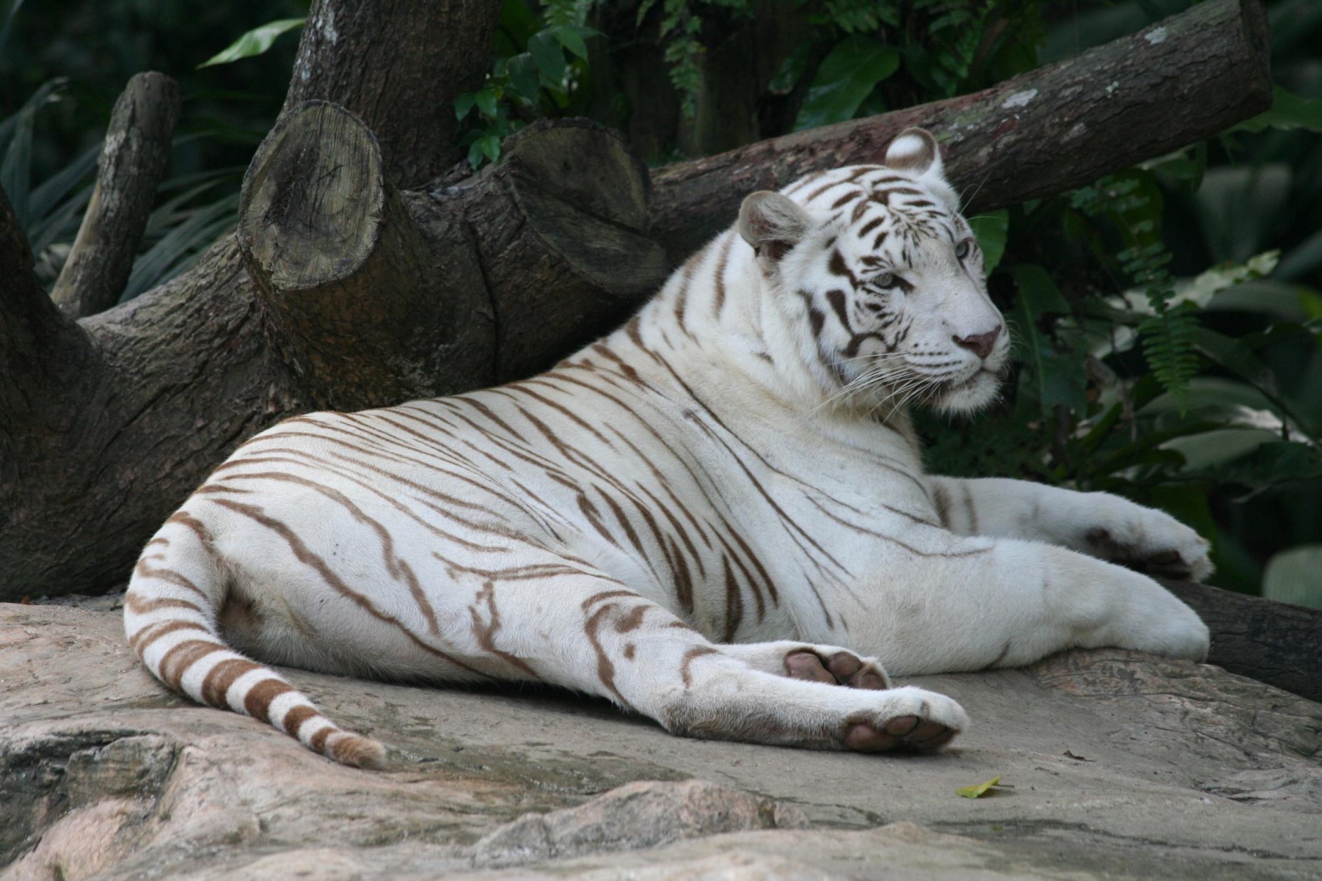Witte Tijger Full HD Wallpaper and Achtergrond | 2400x1600 | ID:231294