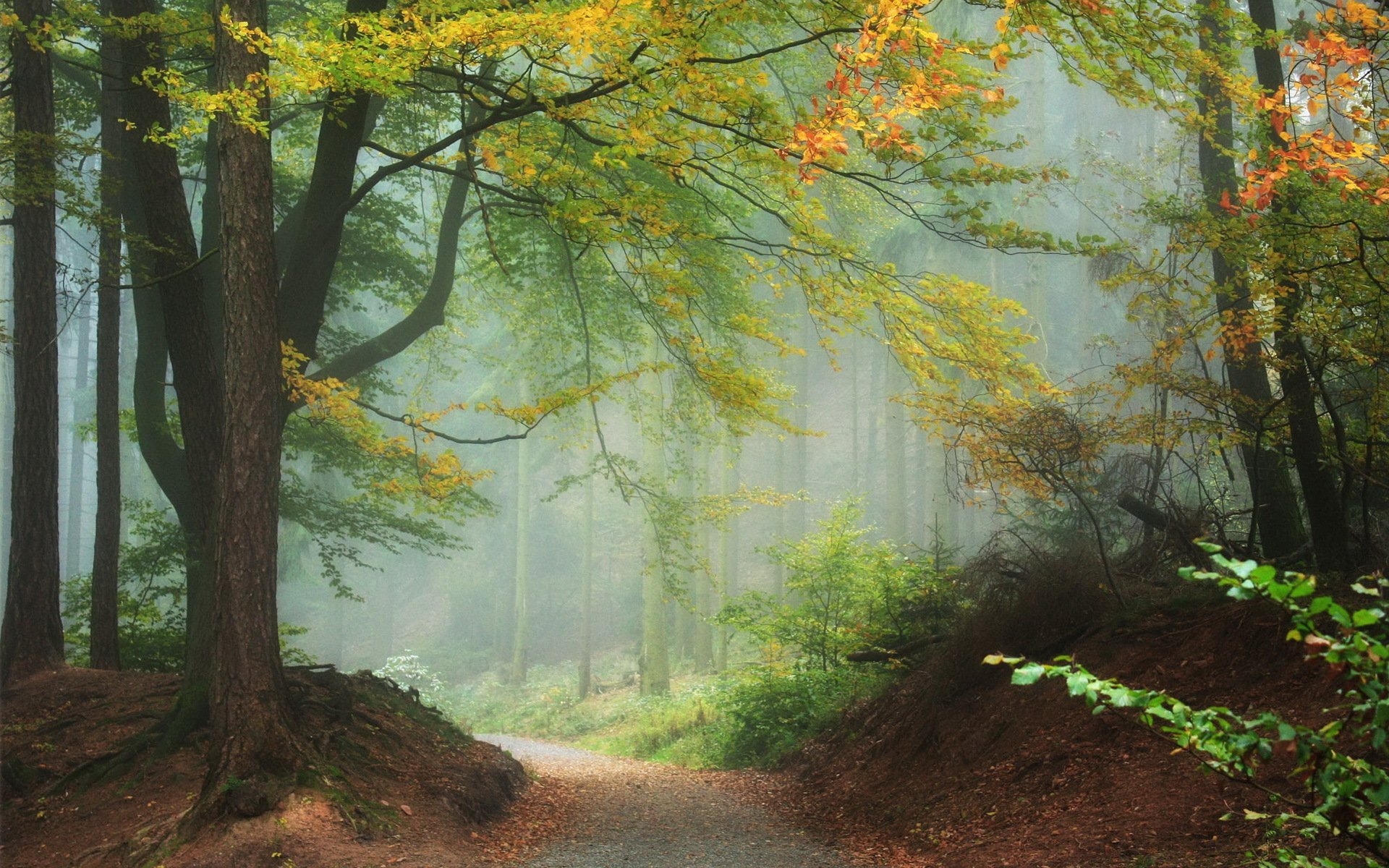 Mystic Forest Path: HD Nature Wallpaper in Gentle Fog