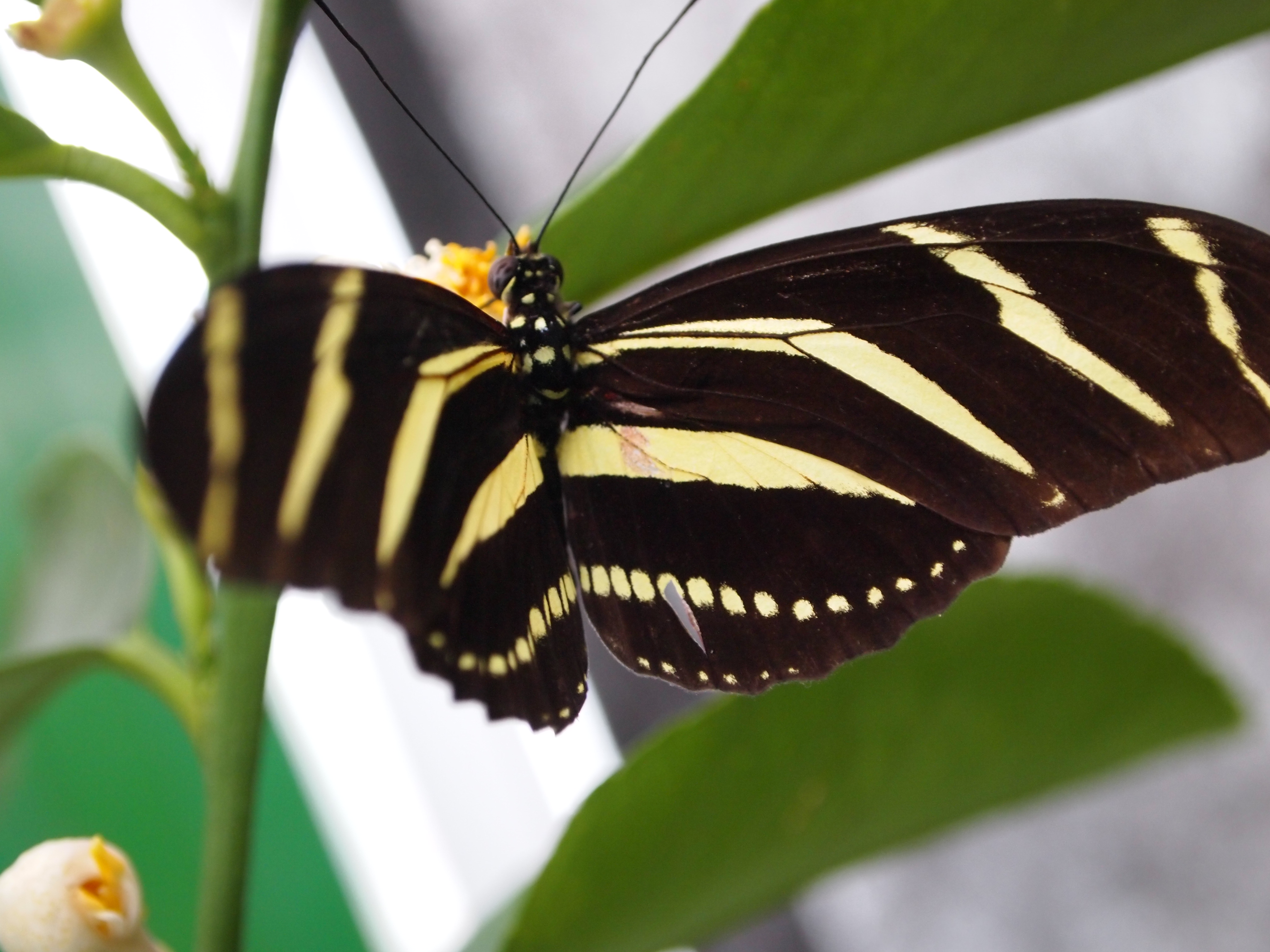 Farfalla 12 by mikevero