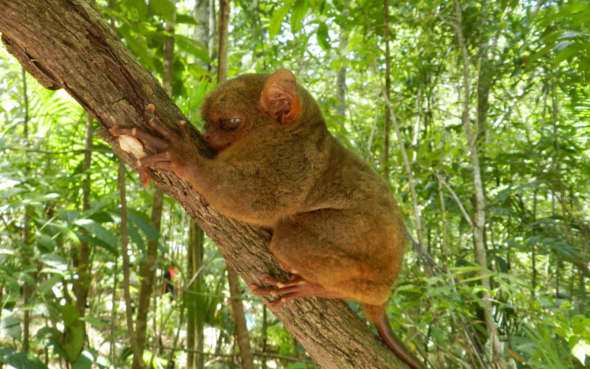 Download Animal Tarsier HD Wallpaper