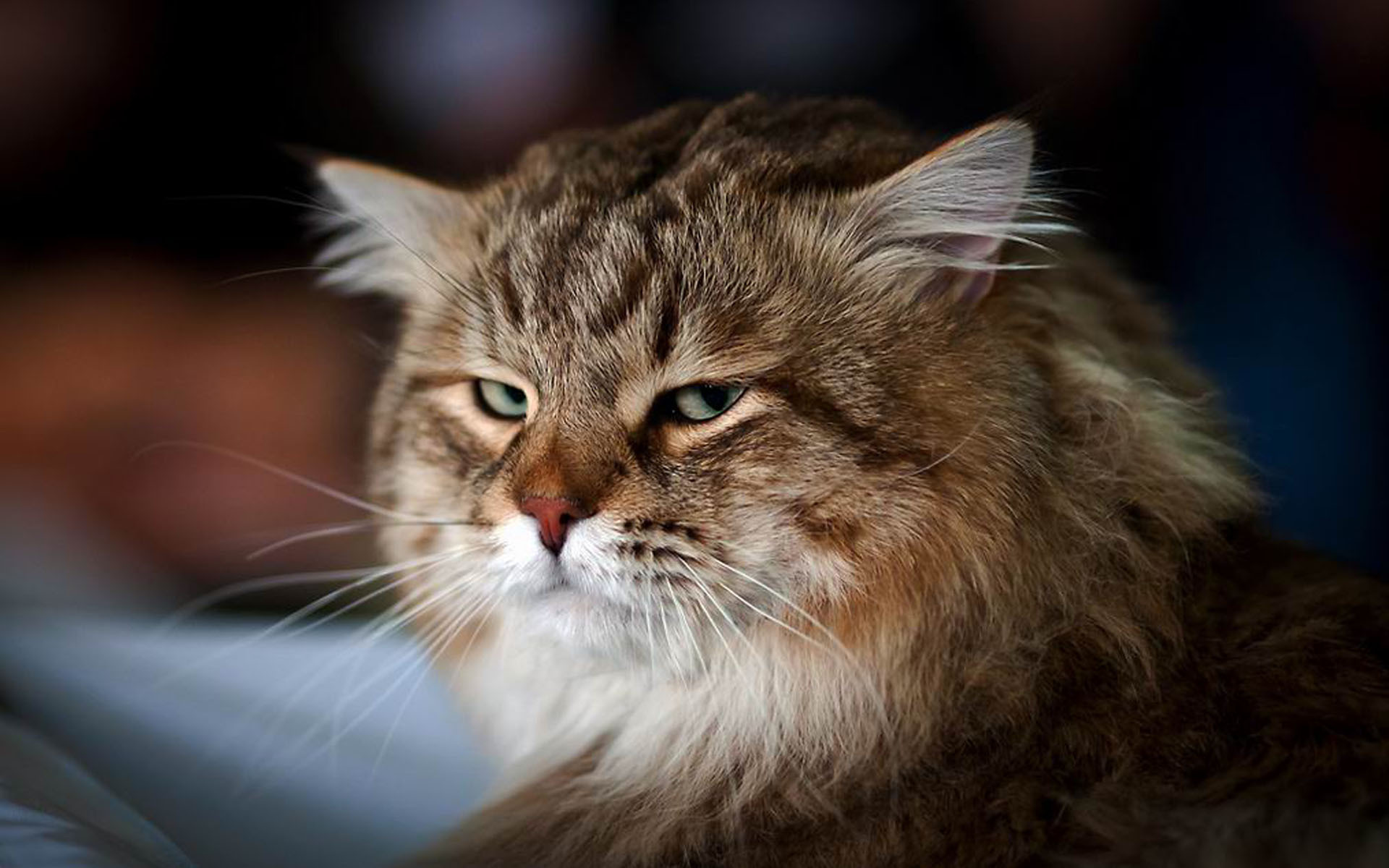 Angry Cat Hd Desktop HD Angry Cat Wallpapers | Peakpx