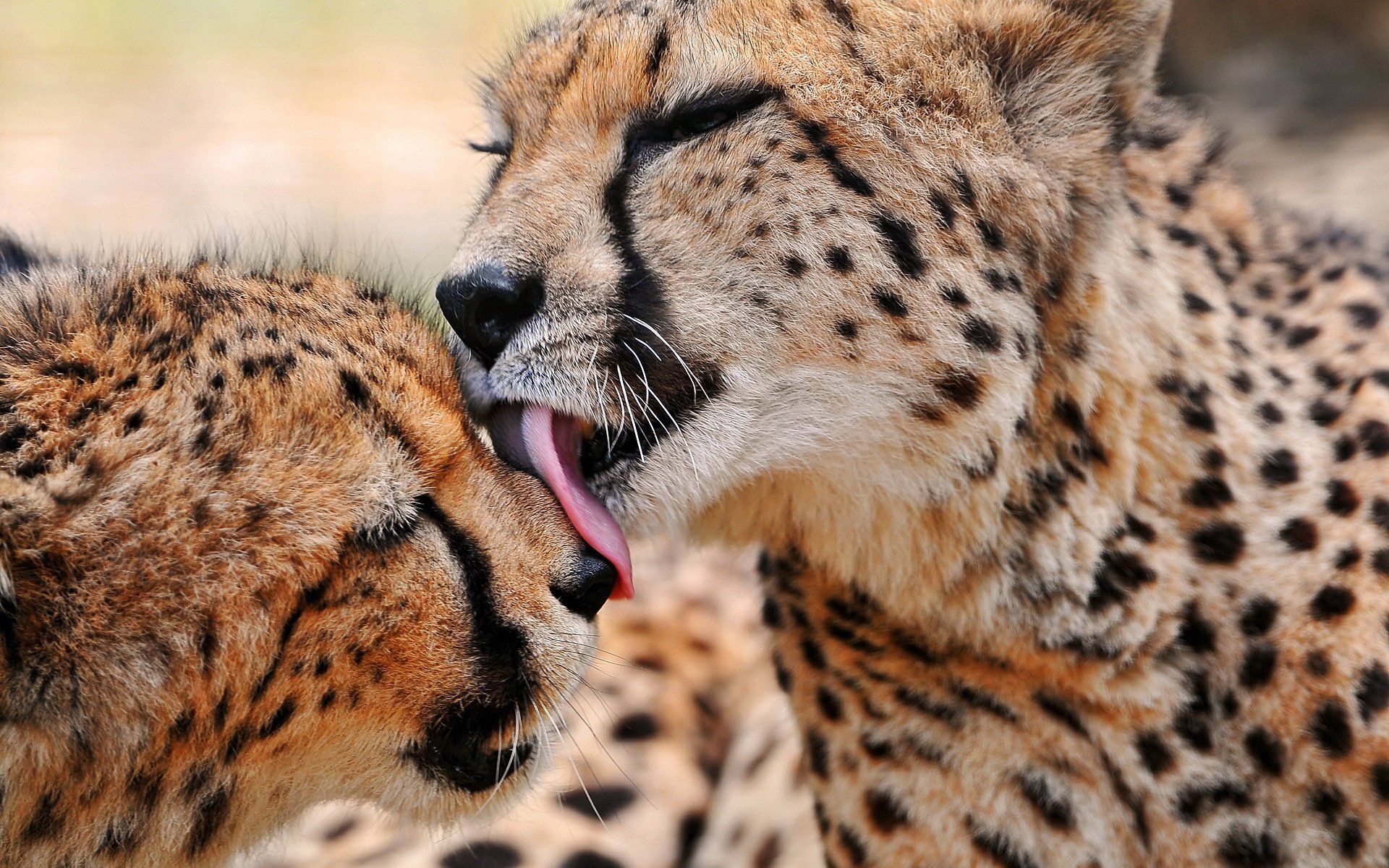 Download Animal Cheetah HD Wallpaper
