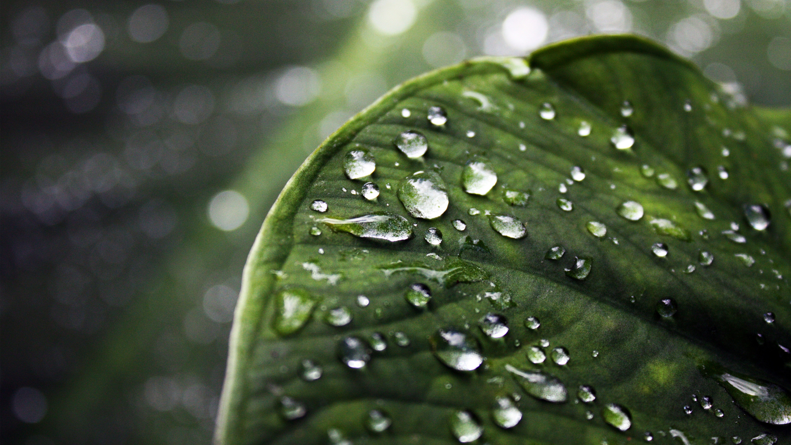 Leaf Leaf