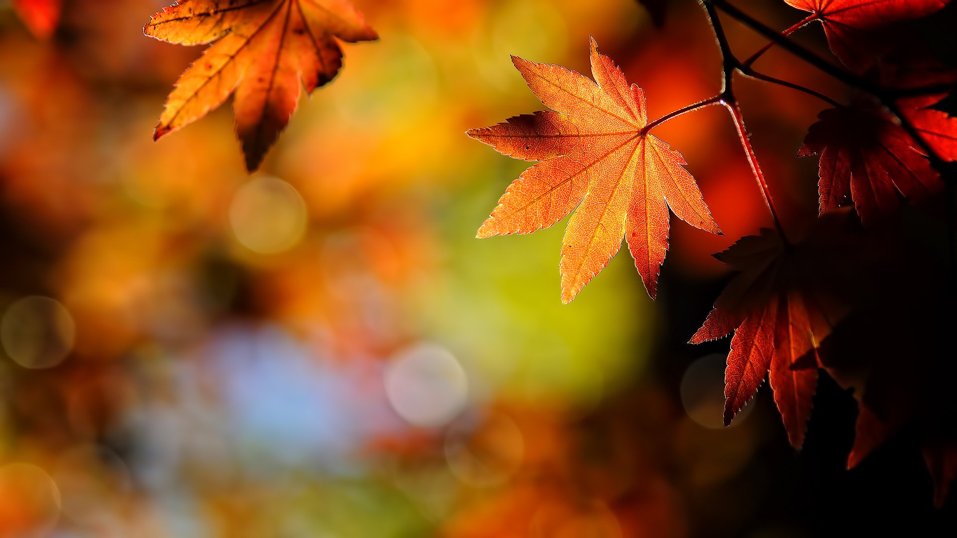 Download Tree Brown Fall Nature Leaf HD Wallpaper