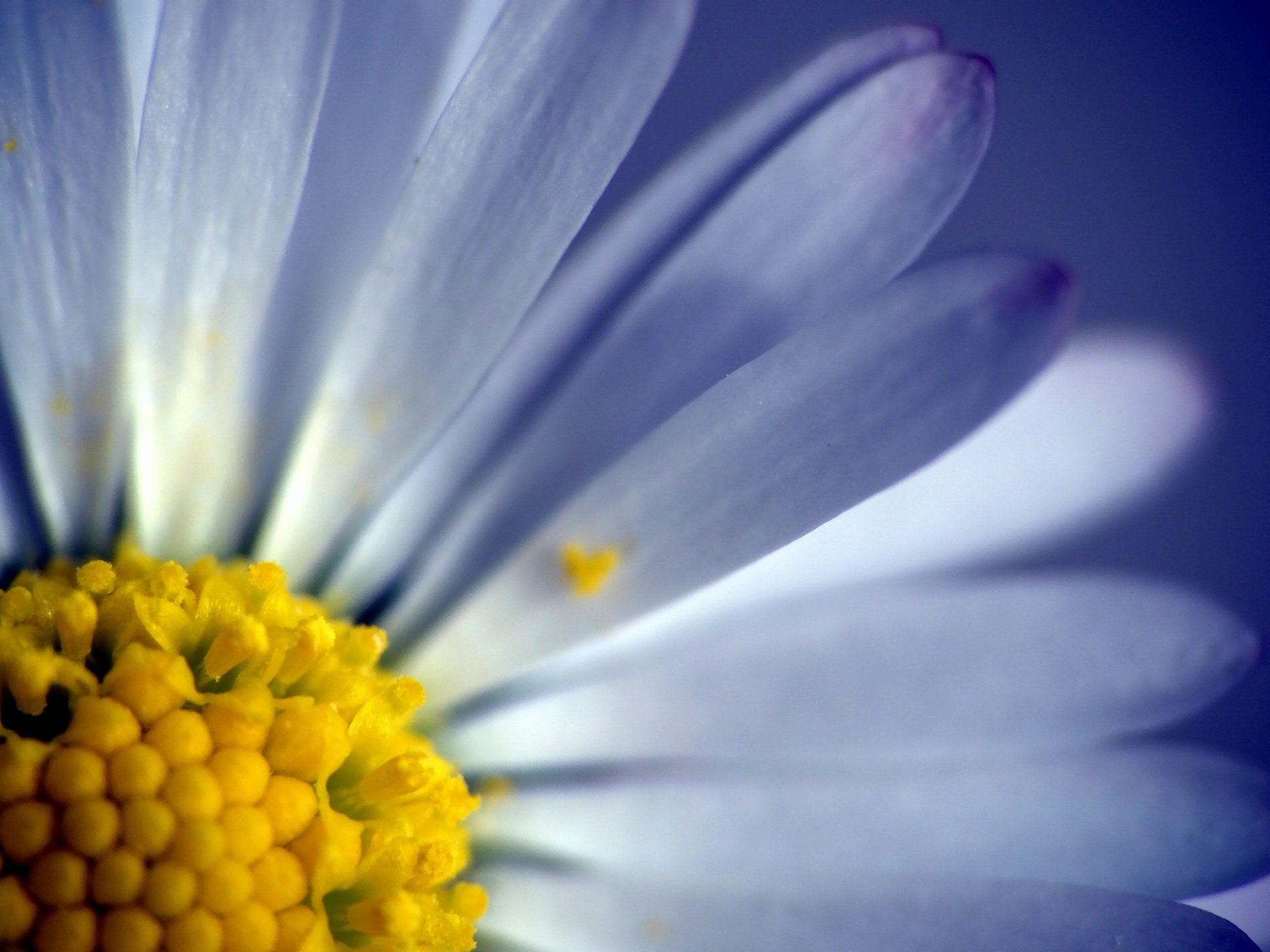 Radiant Bloom: Stunning HD Nature Flower Wallpaper | 2560x1920 ...