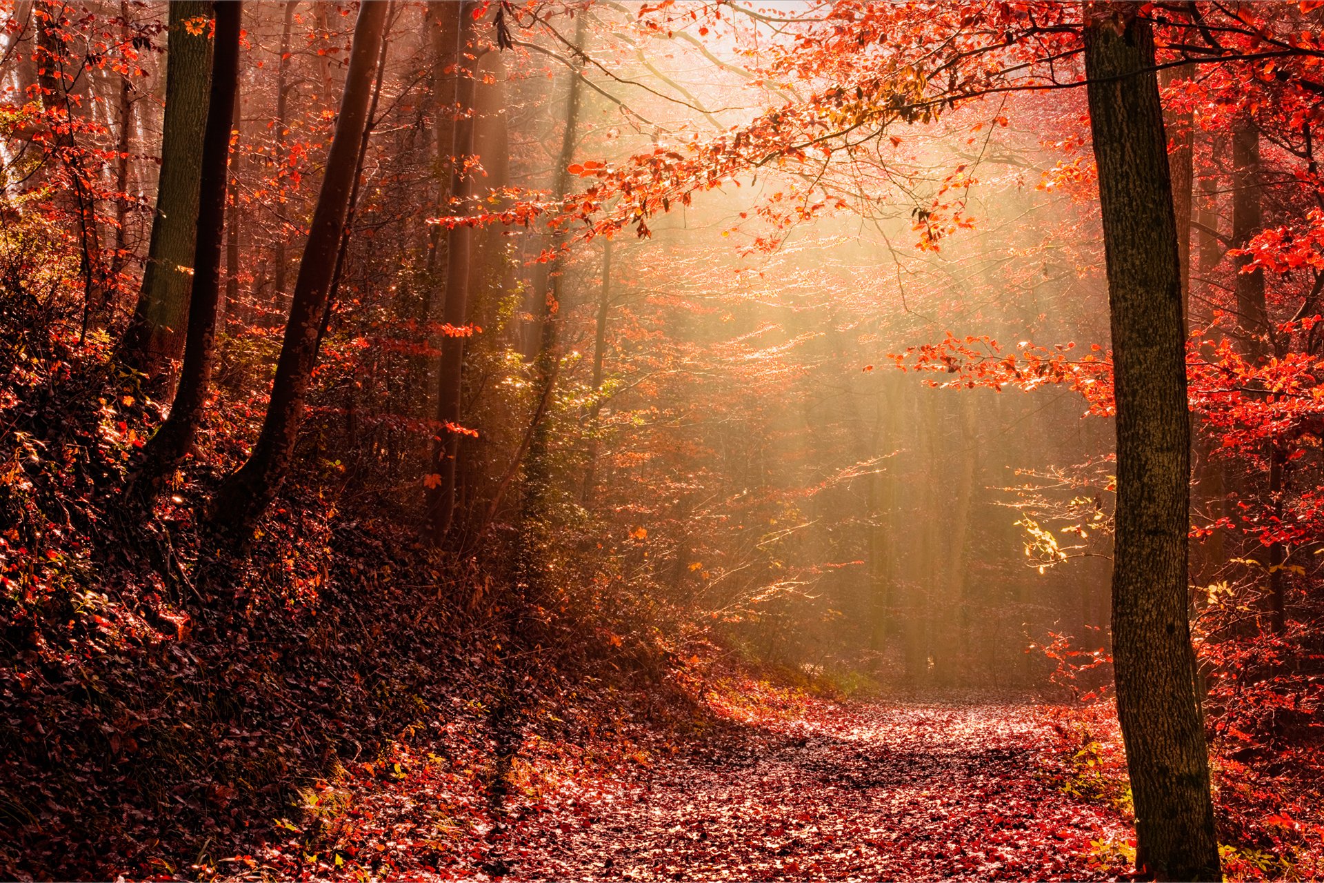 Serene Autumn Glow: HD Fall Nature Wallpaper