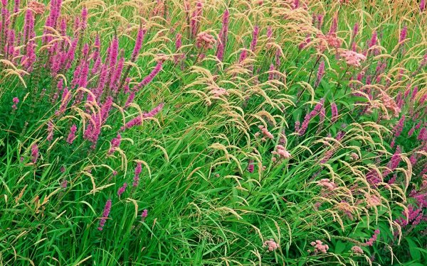 Grass - Desktop Wallpapers, Phone Wallpaper, PFP, Gifs, and More!