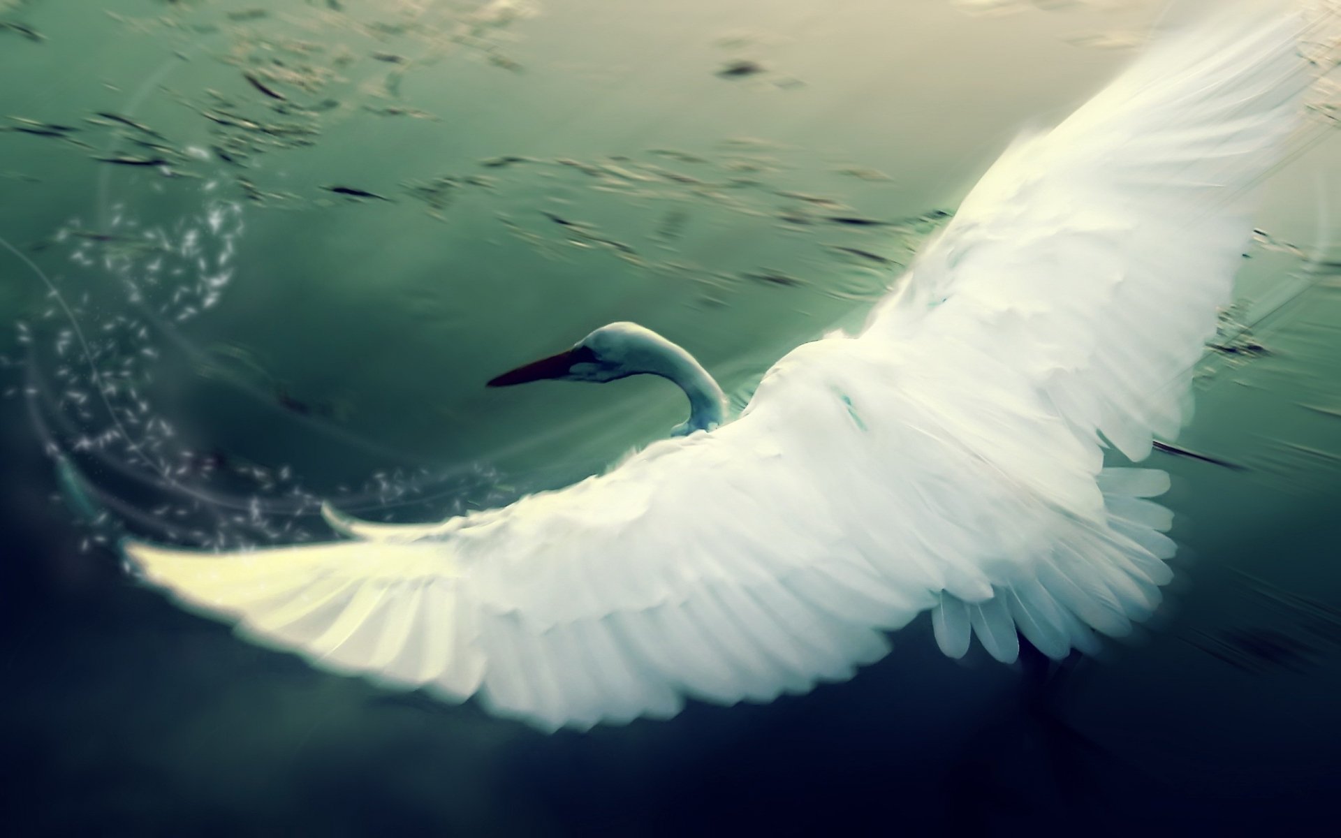 Download Animal Swan HD Wallpaper