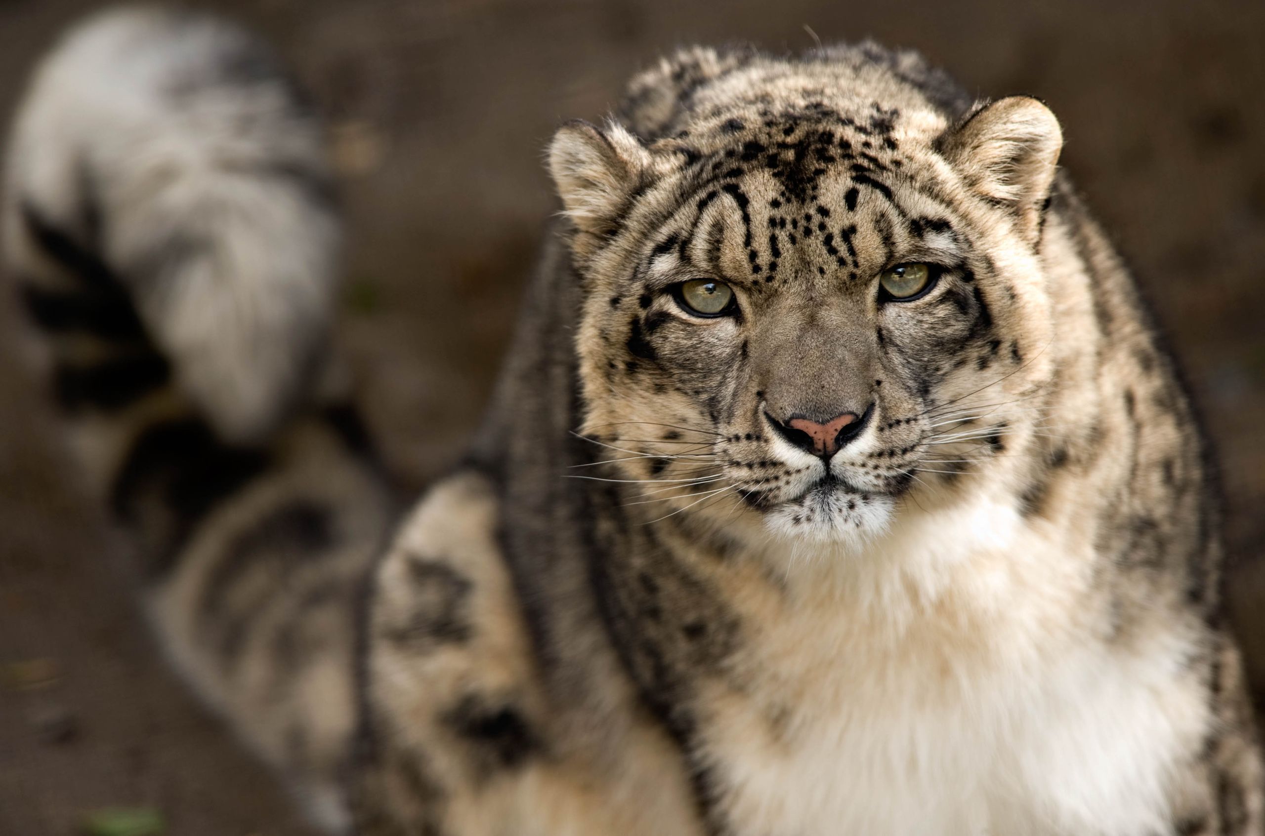 Download Muzzle Animal Snow Leopard HD Wallpaper