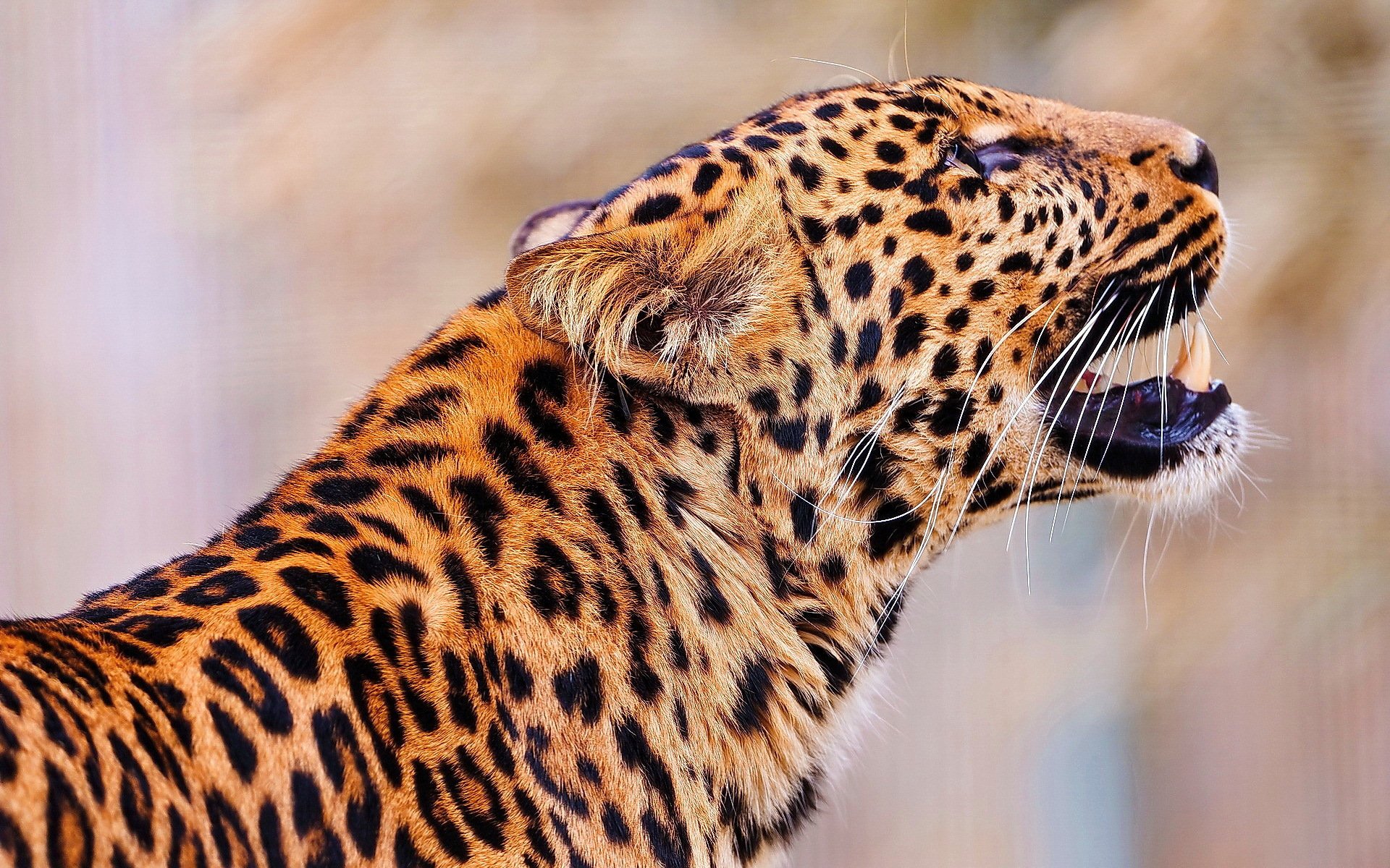 Majestic Leopard HD Wallpaper: Wild Elegance in Full Detail