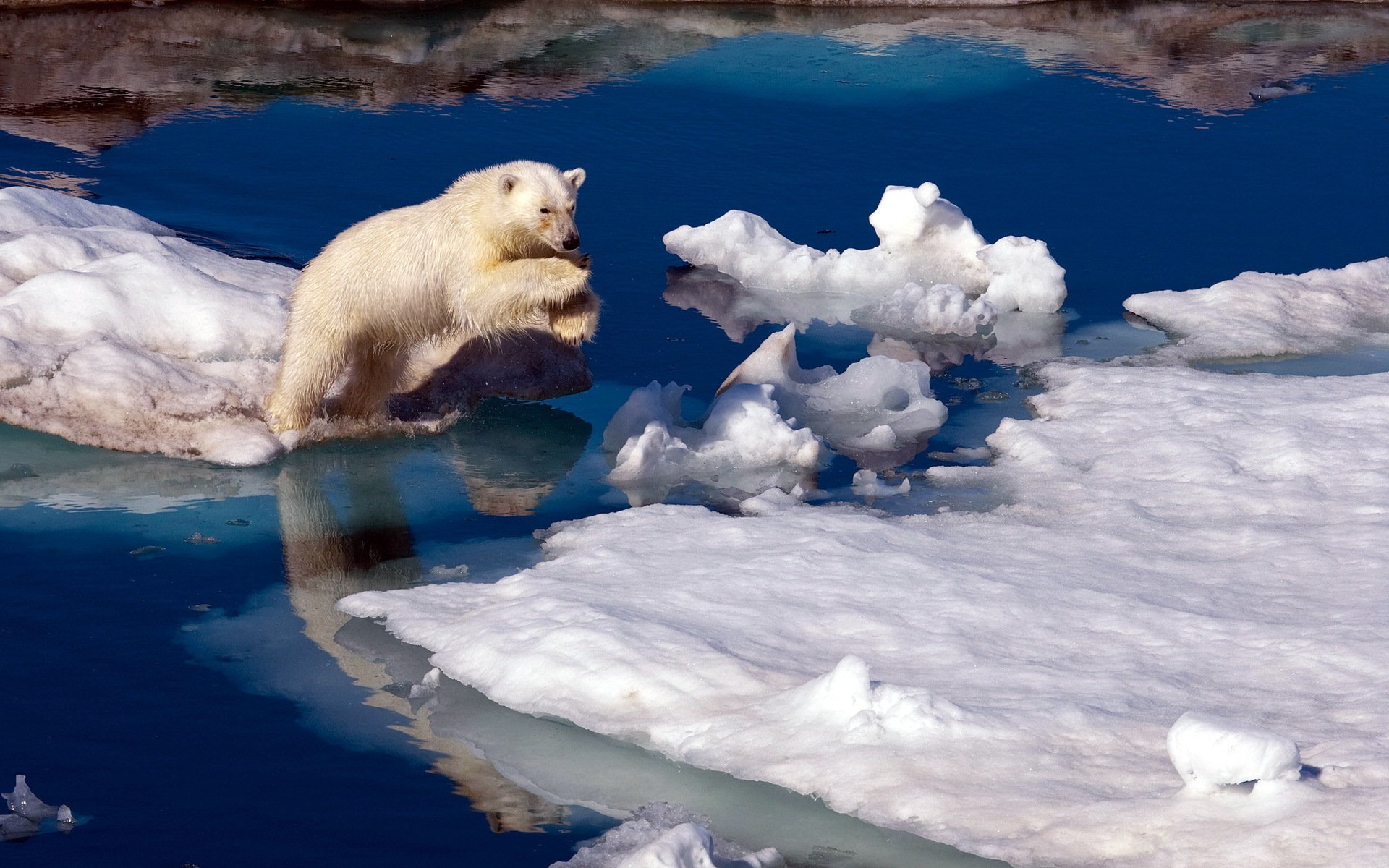 Majestic Polar Bear in Pristine Arctic HD Wallpaper | 1920x1200 ...