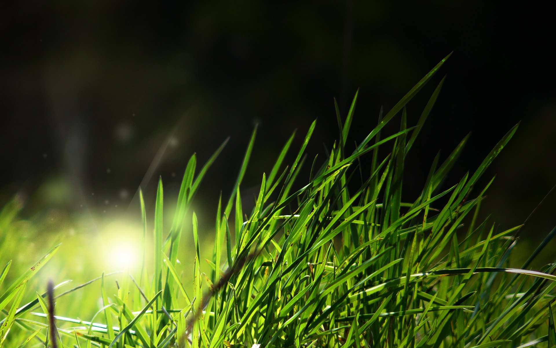 Download Nature Grass HD Wallpaper