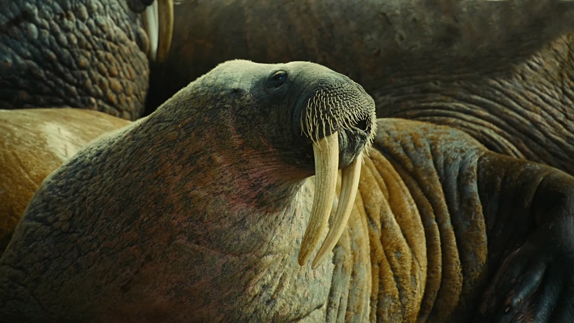 Download Animal Walrus HD Wallpaper