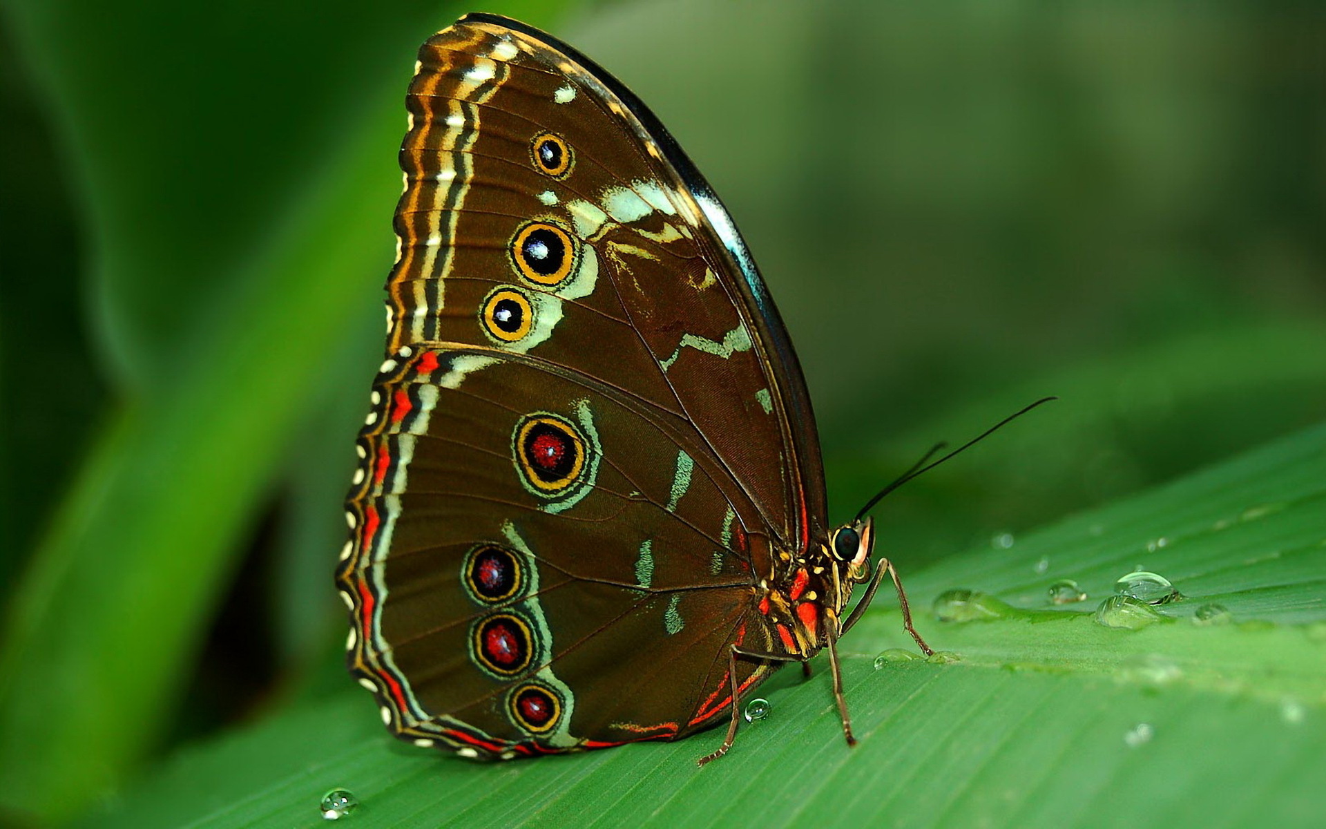 Butterfly HD Wallpaper