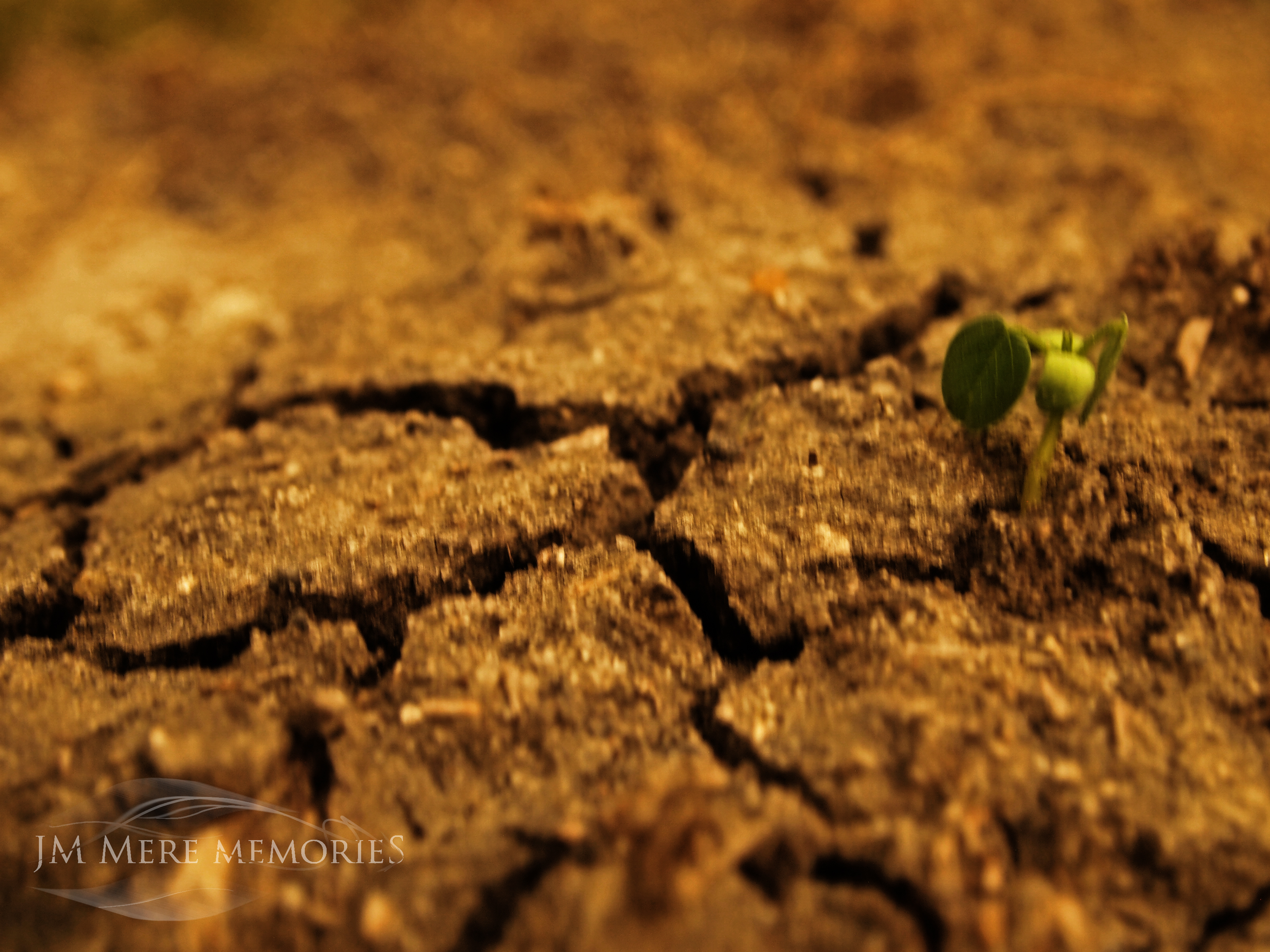 Download Nature Close-up HD Wallpaper by sylphseeker