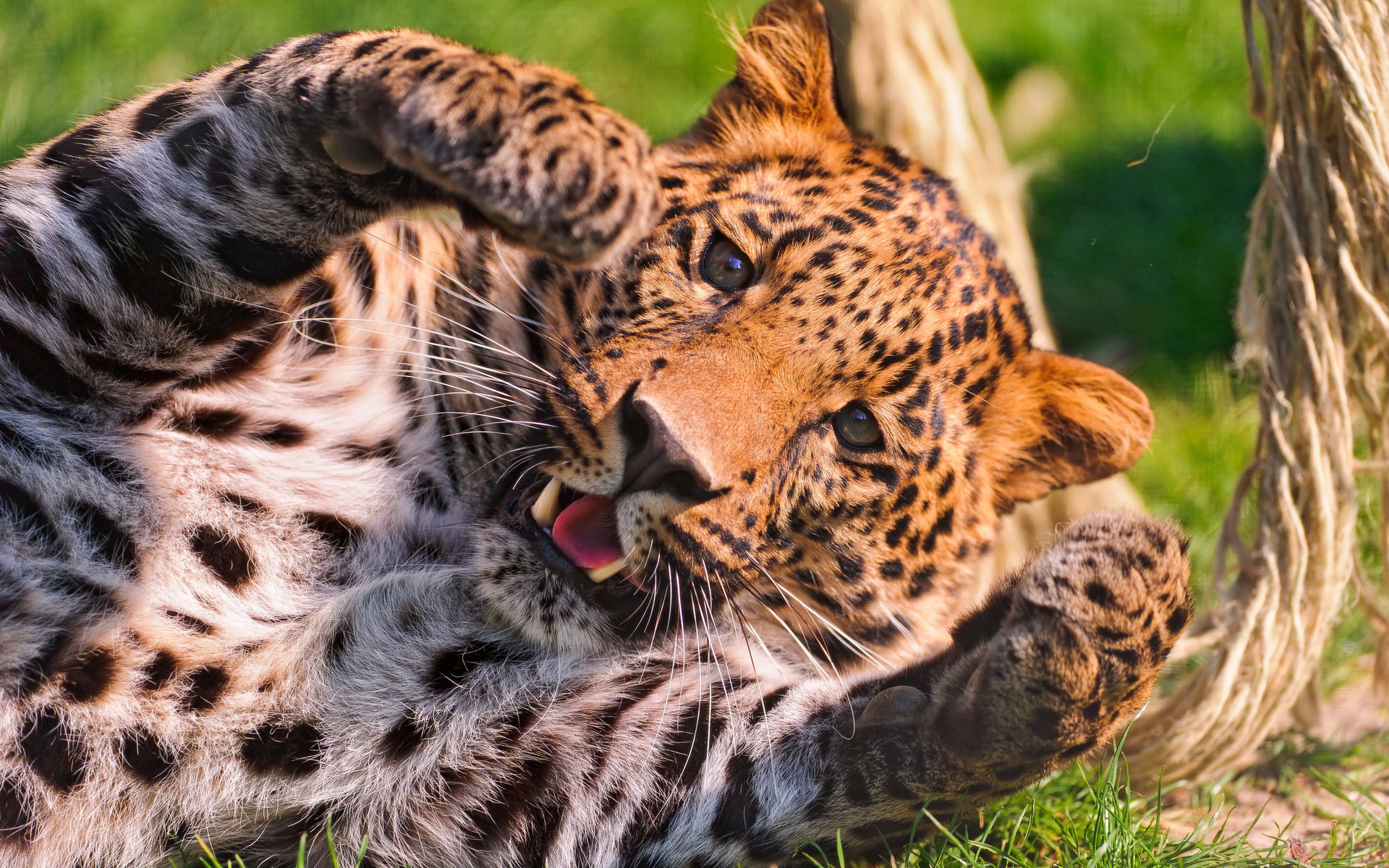 Majestic Leopard in HD: Wild Beauty Up Close