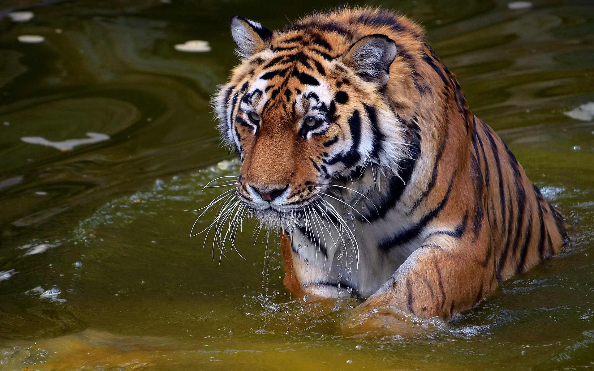Majestic Tiger in Water: HD Wallpaper